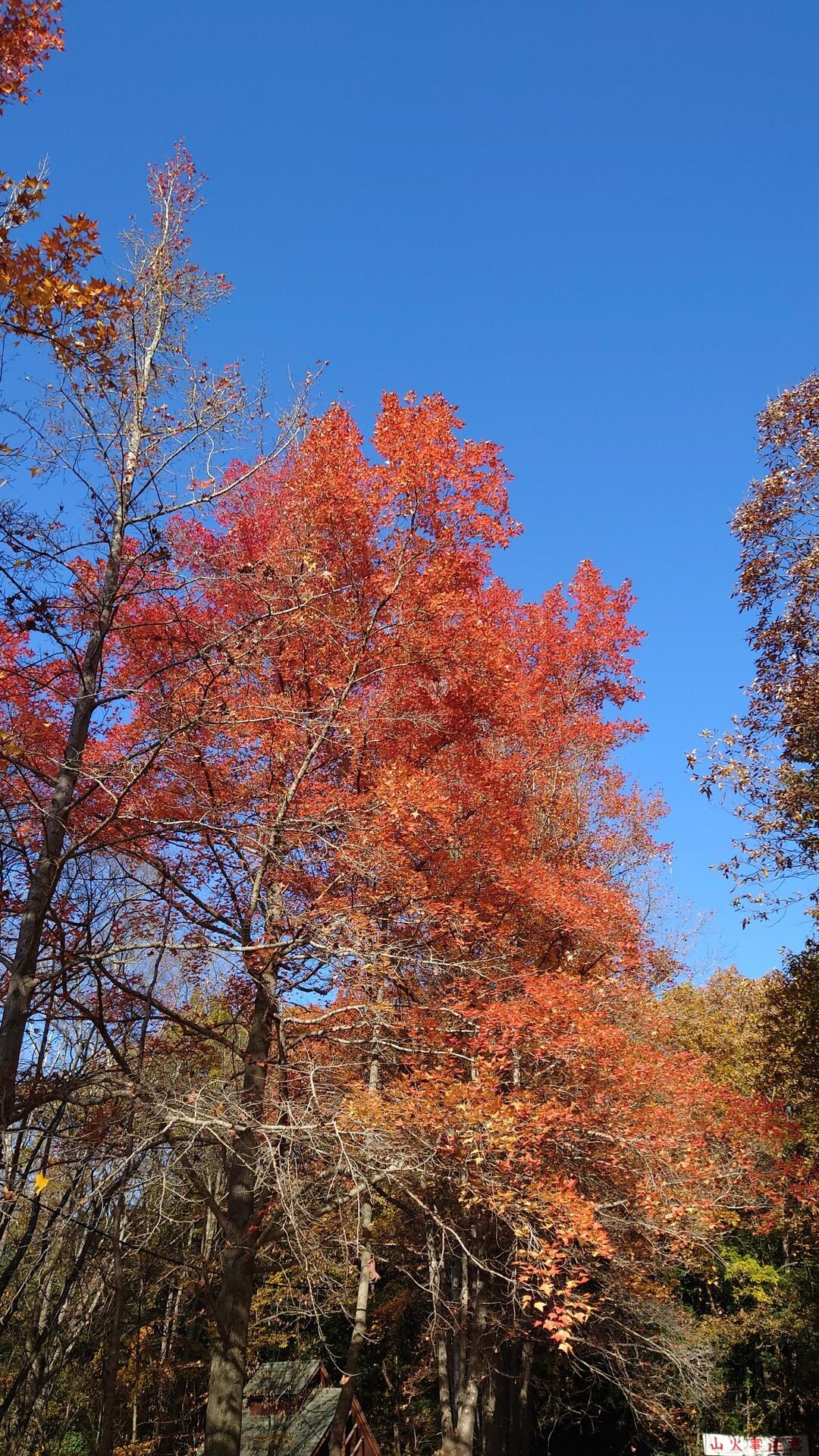 龍ノ口山 / ctcさんの龍ノ口山の活動データ | YAMAP / ヤマップ