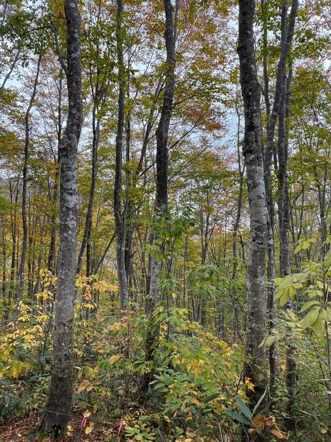 苅安山・奥大長谷の頭・大長山・赤兎山 / カイル リースさんの取立山の活動データ | YAMAP / ヤマップ