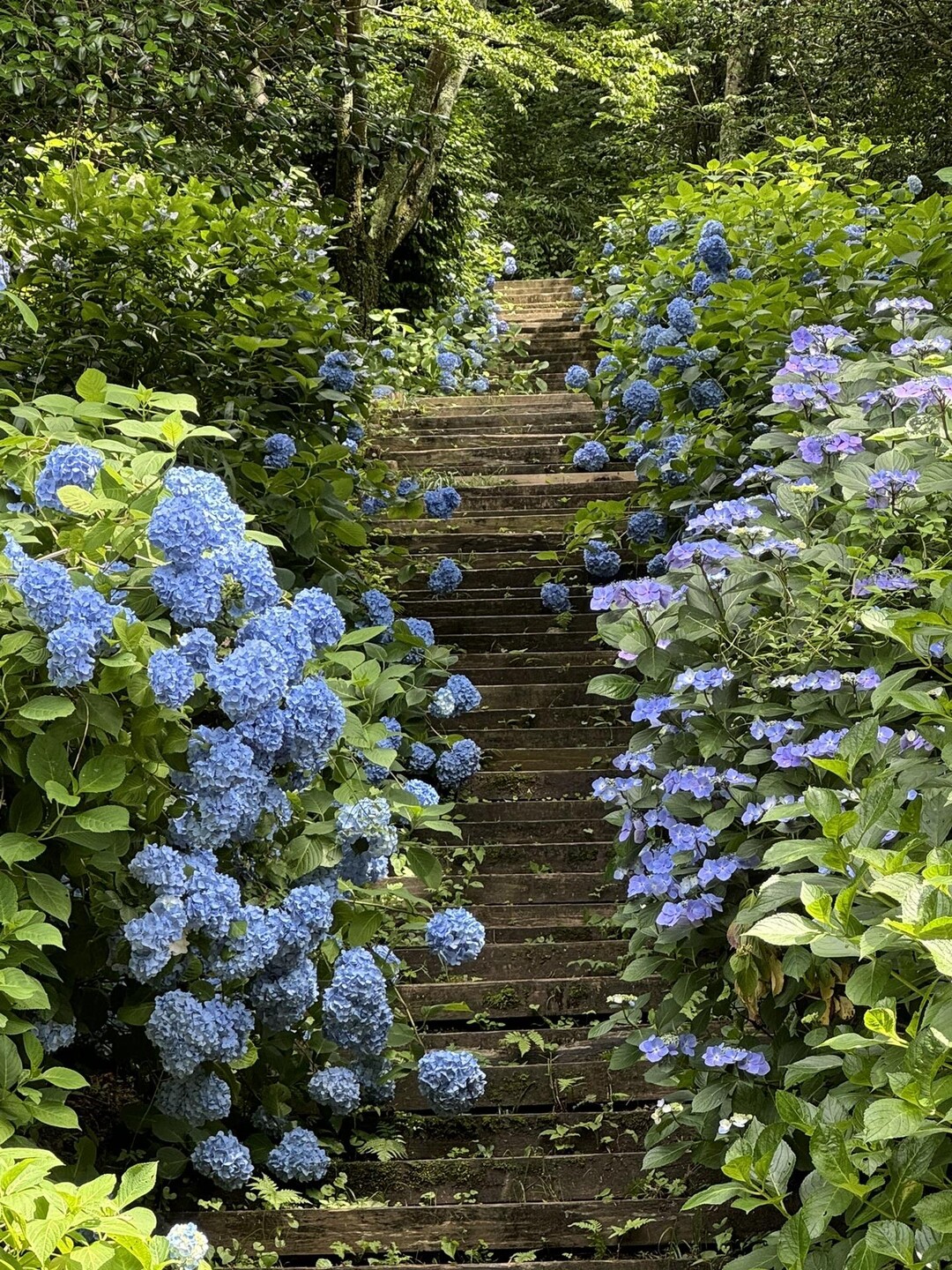 あじさいプロムナード / kaoさんの生駒山・神津嶽・大原山の活動データ | YAMAP / ヤマップ