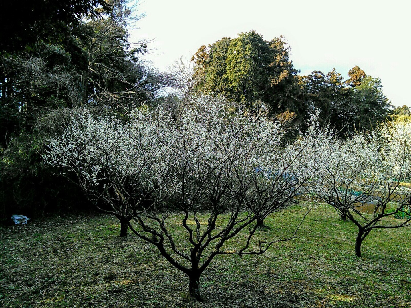 14.7kmｺｰｽ バードウォッチングwalk 荒井沢～瀬上～横浜自然観察の森～荒井沢～鎌倉湖 / ★@@)なっちゃん★さんの鎌倉アルプス（大平山・天台山）の活動日記 | YAMAP / ヤマップ