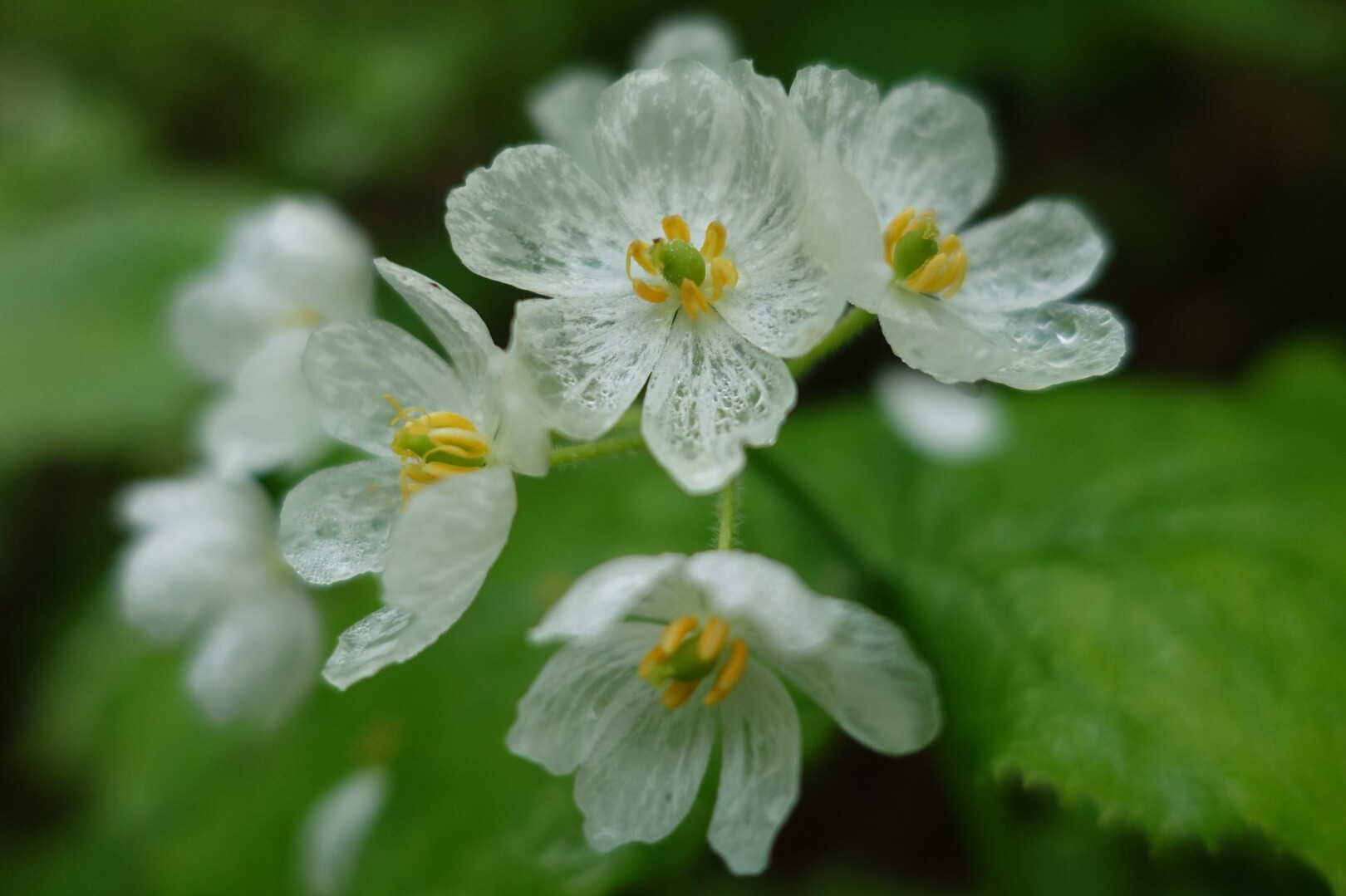 天生湿原から籾糠山 / kamonmonさんの籾糠山の活動データ | YAMAP / ヤマップ