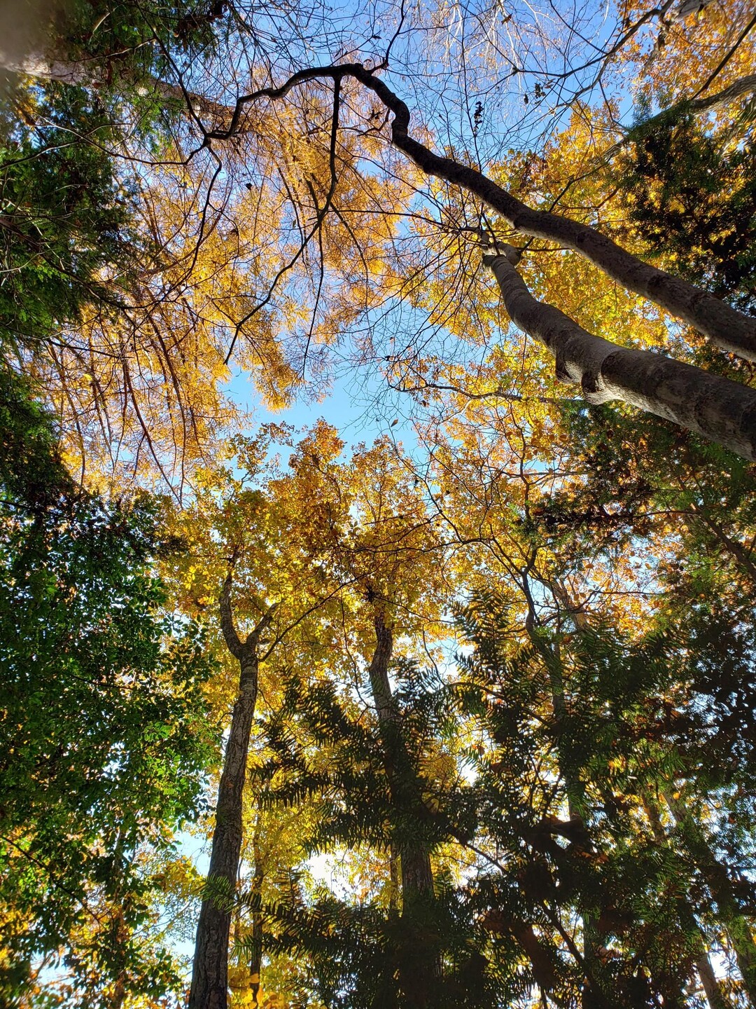 777M、亀沢山、紅葉、急登。 / はなももさんの亀沢山の活動データ | YAMAP / ヤマップ