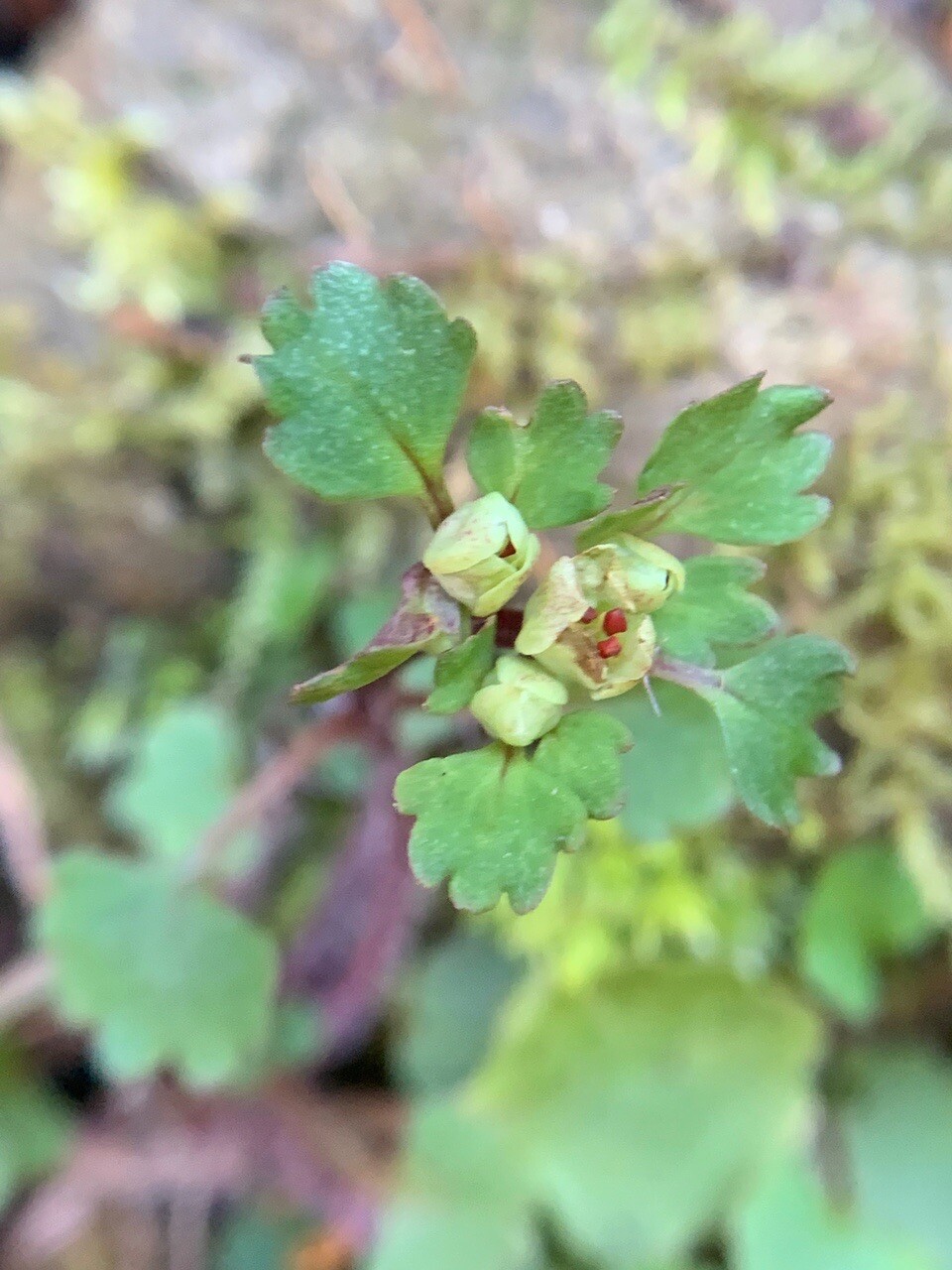 高尾山の春の目覚め ハナネコノメの開花を... / Atto-Rieさんのモーメント | YAMAP / ヤマップ