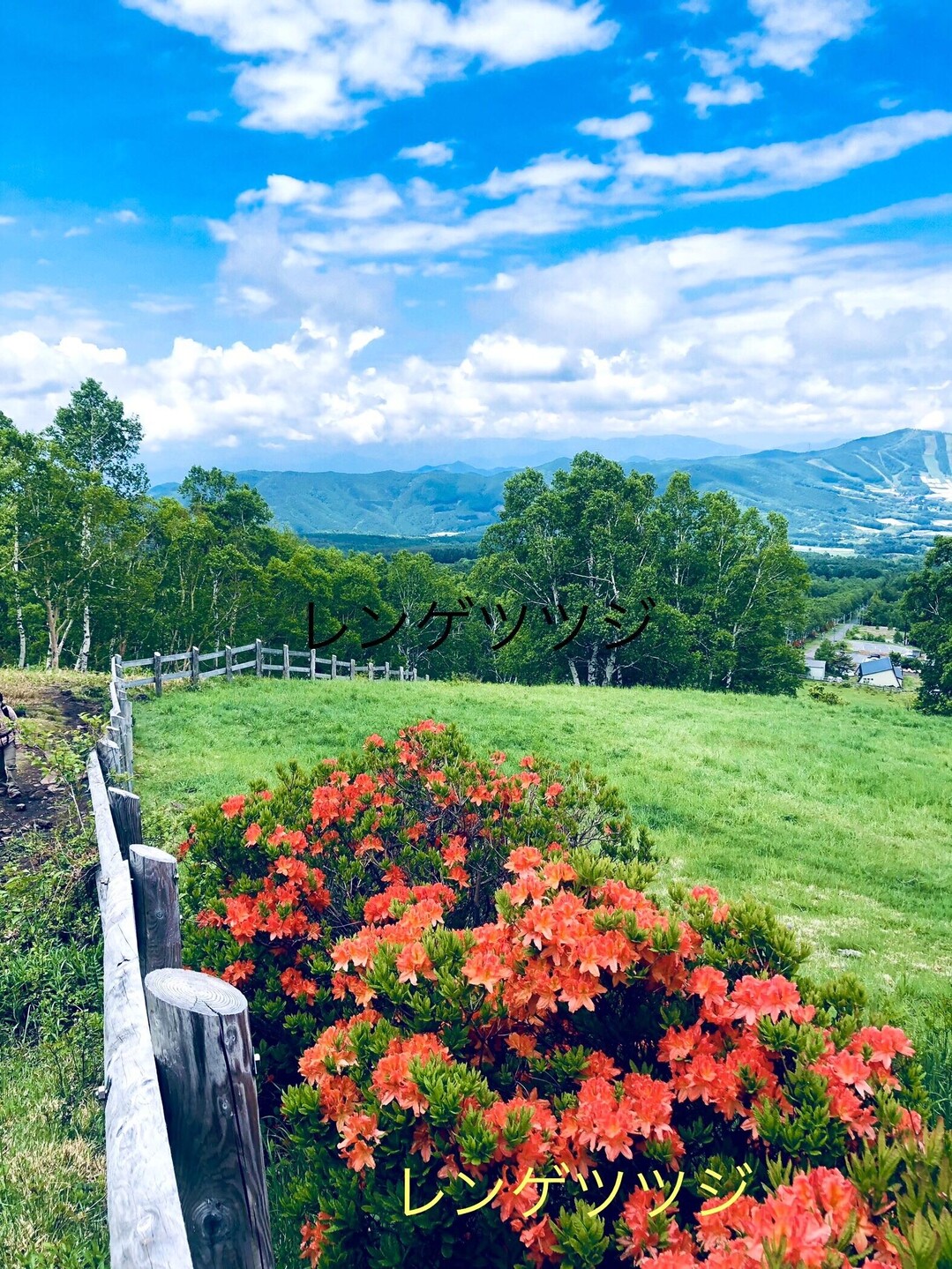 花の百名山 ネコ岳 アゲイン / Genie🧞‍♂️さんの四阿屋山の活動データ | YAMAP / ヤマップ