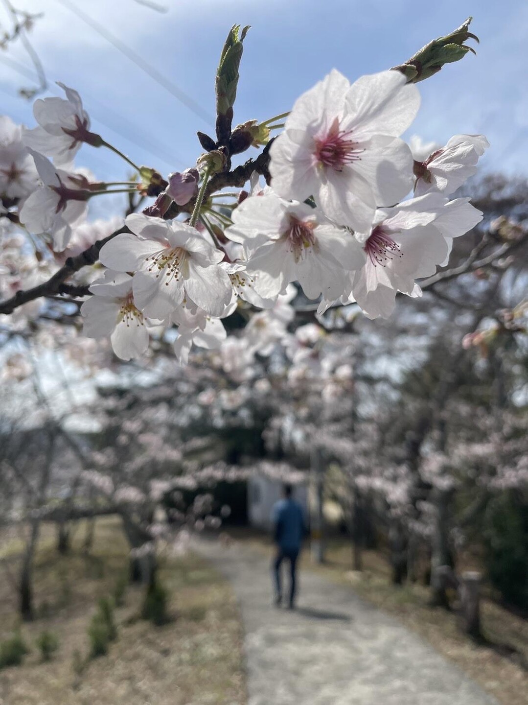 桜が綺麗な谷上山公園 / Seiji517さんのウォーキングの活動データ | YAMAP / ヤマップ