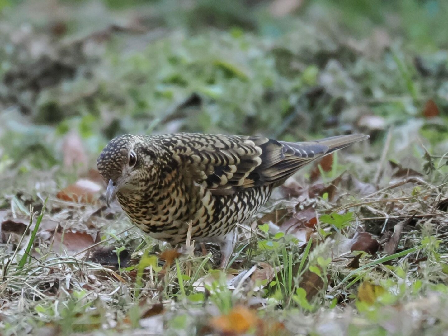 3度目の正直、やっとトラツグミに会えまし... / かりんさんのモーメント | YAMAP / ヤマップ