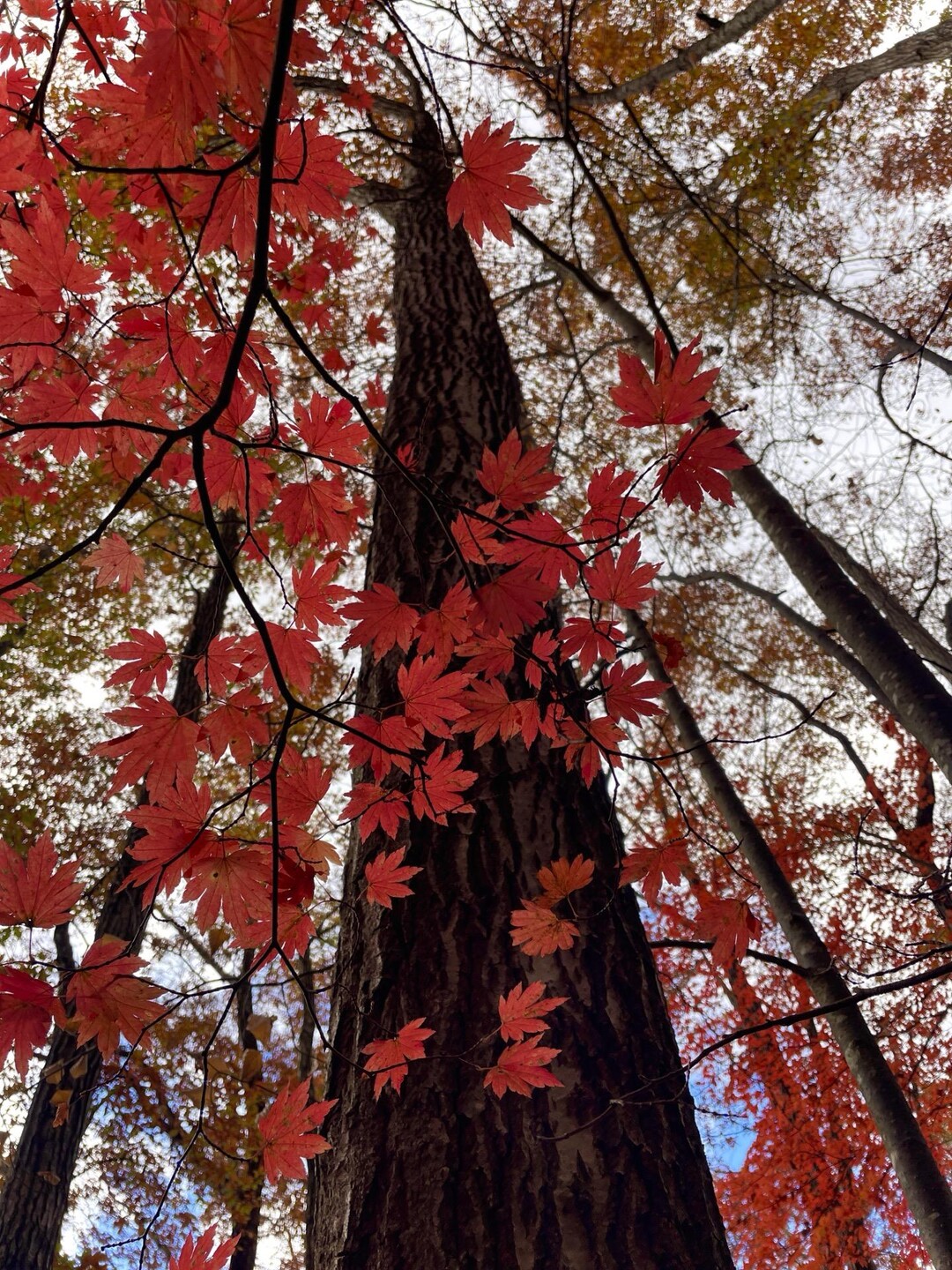 山友🧭 / sayoさんの大姥山の活動データ | YAMAP / ヤマップ