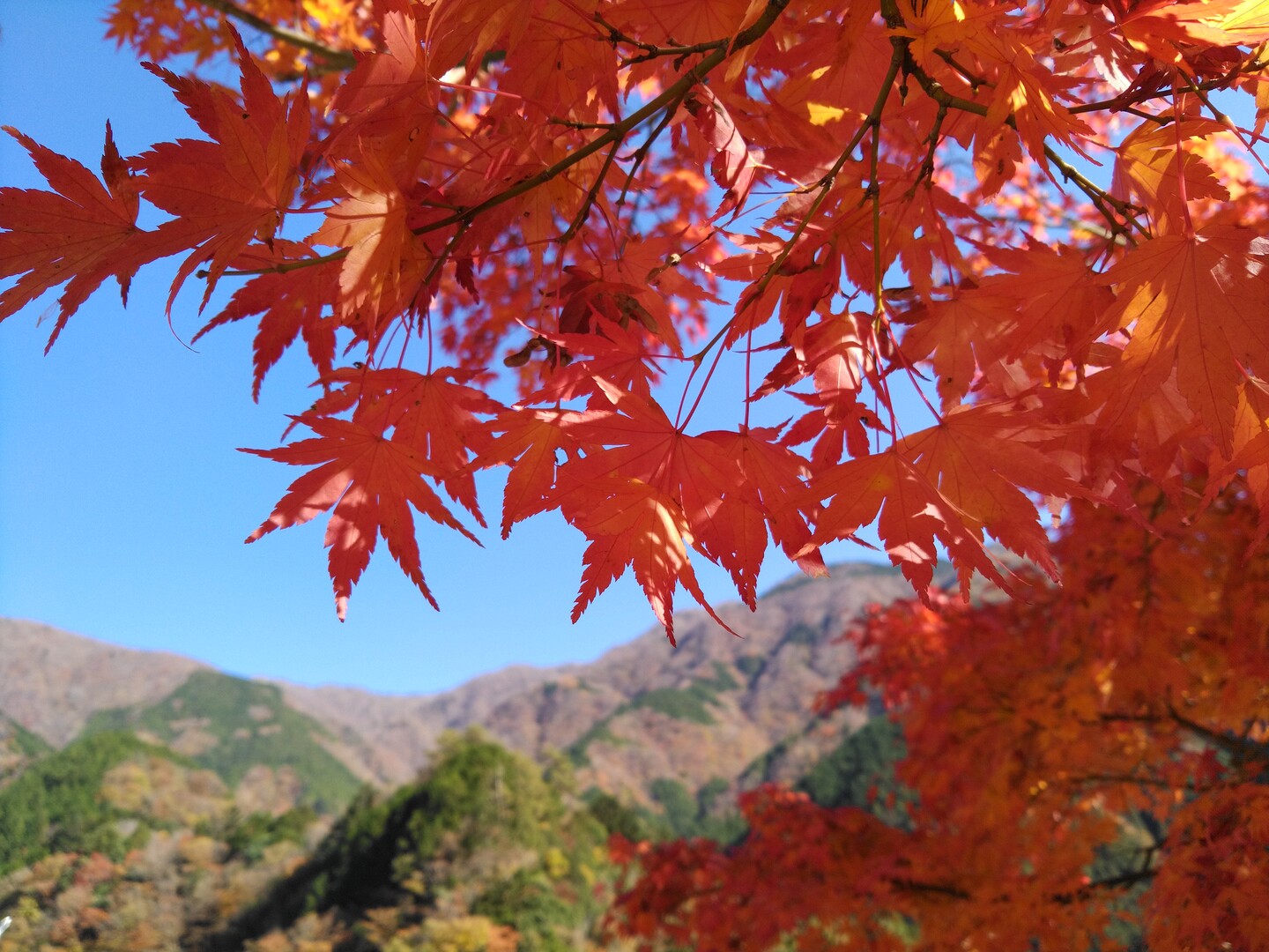 八紘嶺～梅ヶ島温泉は紅葉最盛期～ / ankamoさんの山伏・八紘嶺・笹山の活動日記 | YAMAP / ヤマップ