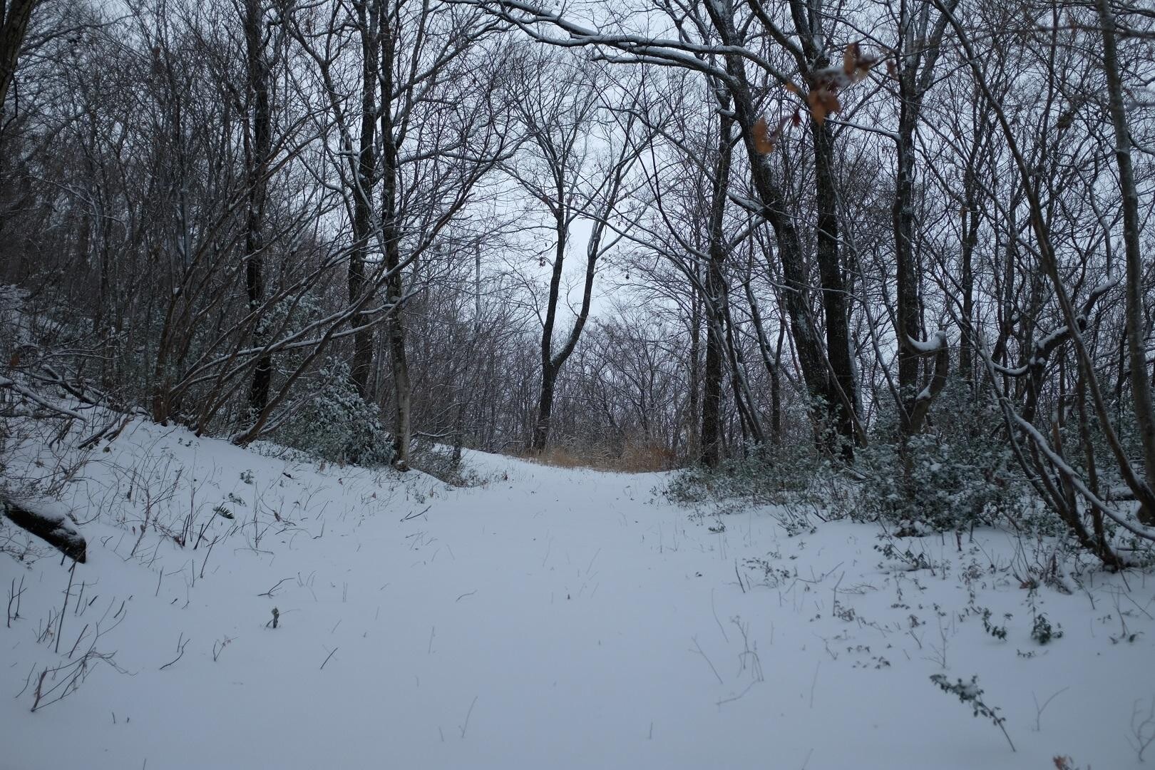 ’23・12・17 🏔 ビタル山で新雪... / SMさんのモーメント | YAMAP / ヤマップ