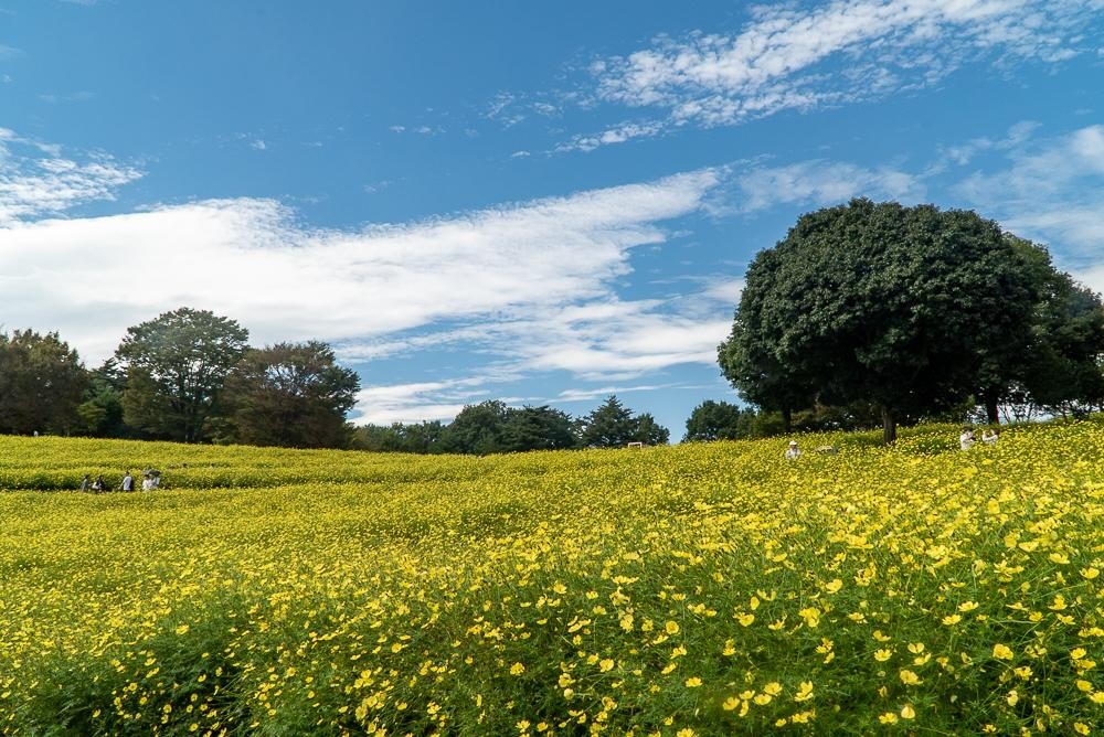 立川の国営昭和記念公園でコスモスまつりを... / Kei2022さんのモーメント | YAMAP / ヤマップ