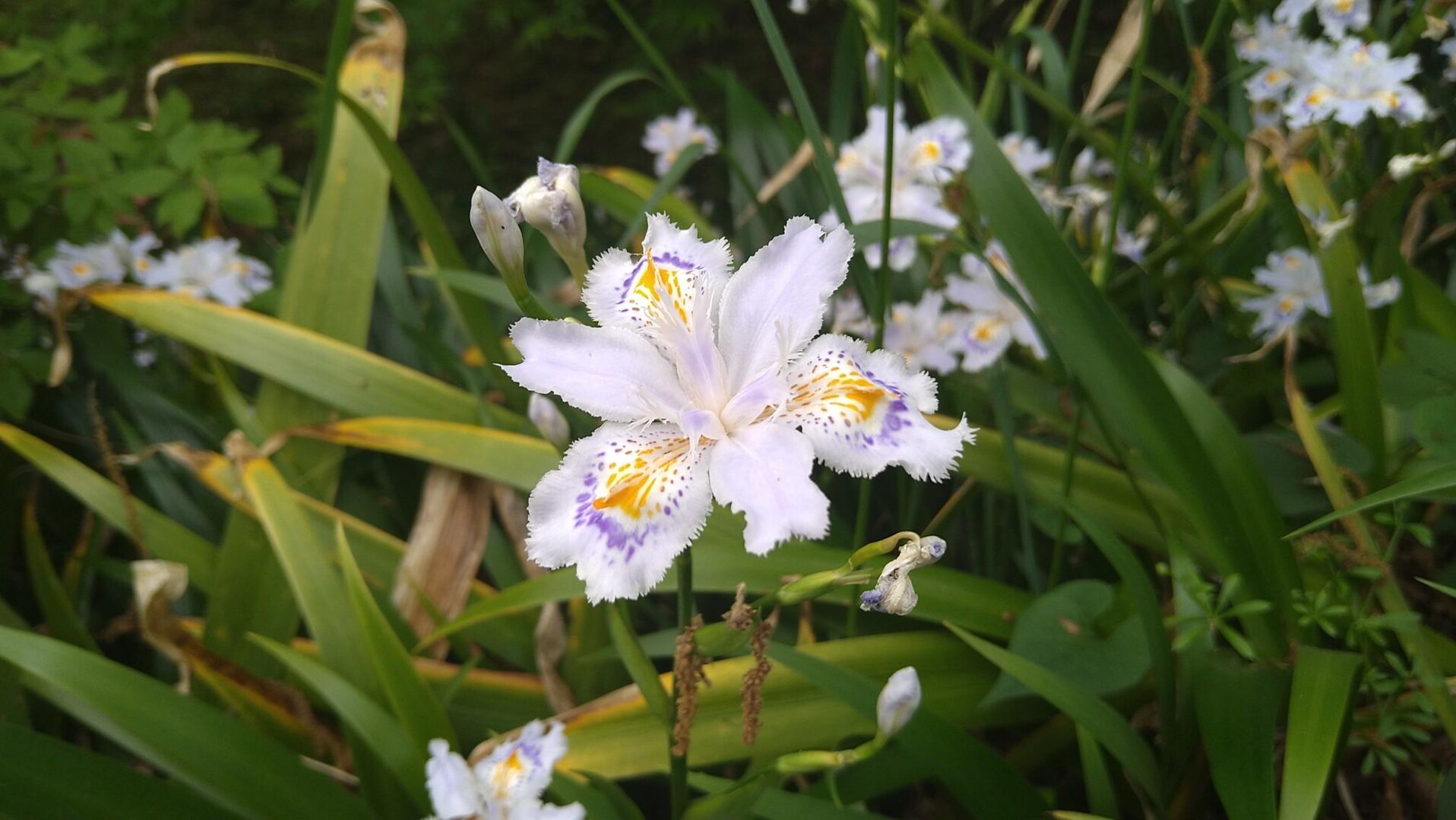 2024/4/21 弘法山 / ERIさんの塔ノ岳・丹沢山・蛭ヶ岳の活動データ | YAMAP / ヤマップ