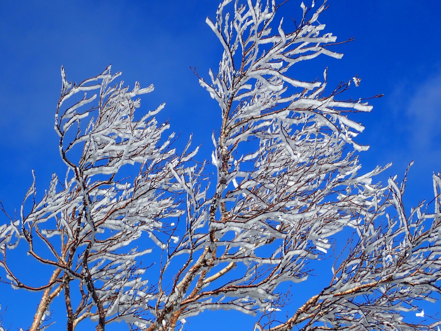 雪を見たい!! 手稲山・ネオパラ / Syoさんの札幌市の活動データ | YAMAP / ヤマップ