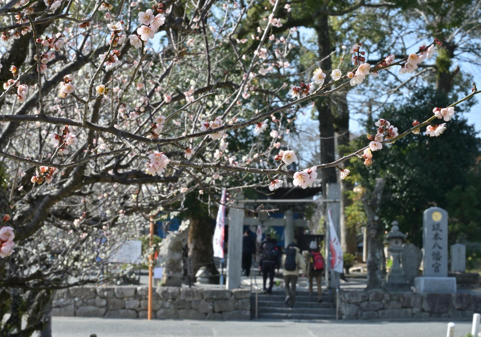 坂本八幡宮 / chocoさんのウォーキングの活動データ | YAMAP / ヤマップ