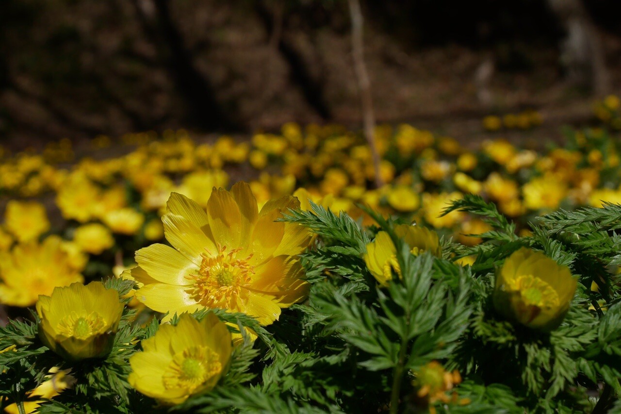 春をお届け♡ 福寿草の花言葉「幸せを招 みかん☺︎さんのモーメント Yamap ヤマップ