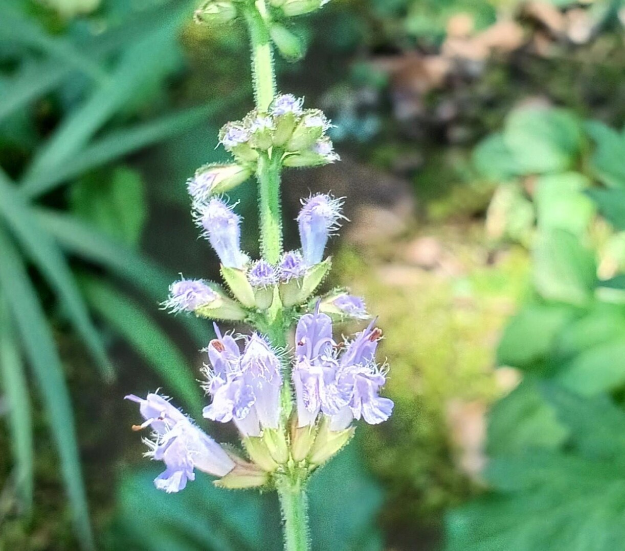 アキノタムラソウ～大三島台ダム now... / とんぼ草さんのモーメント | YAMAP / ヤマップ