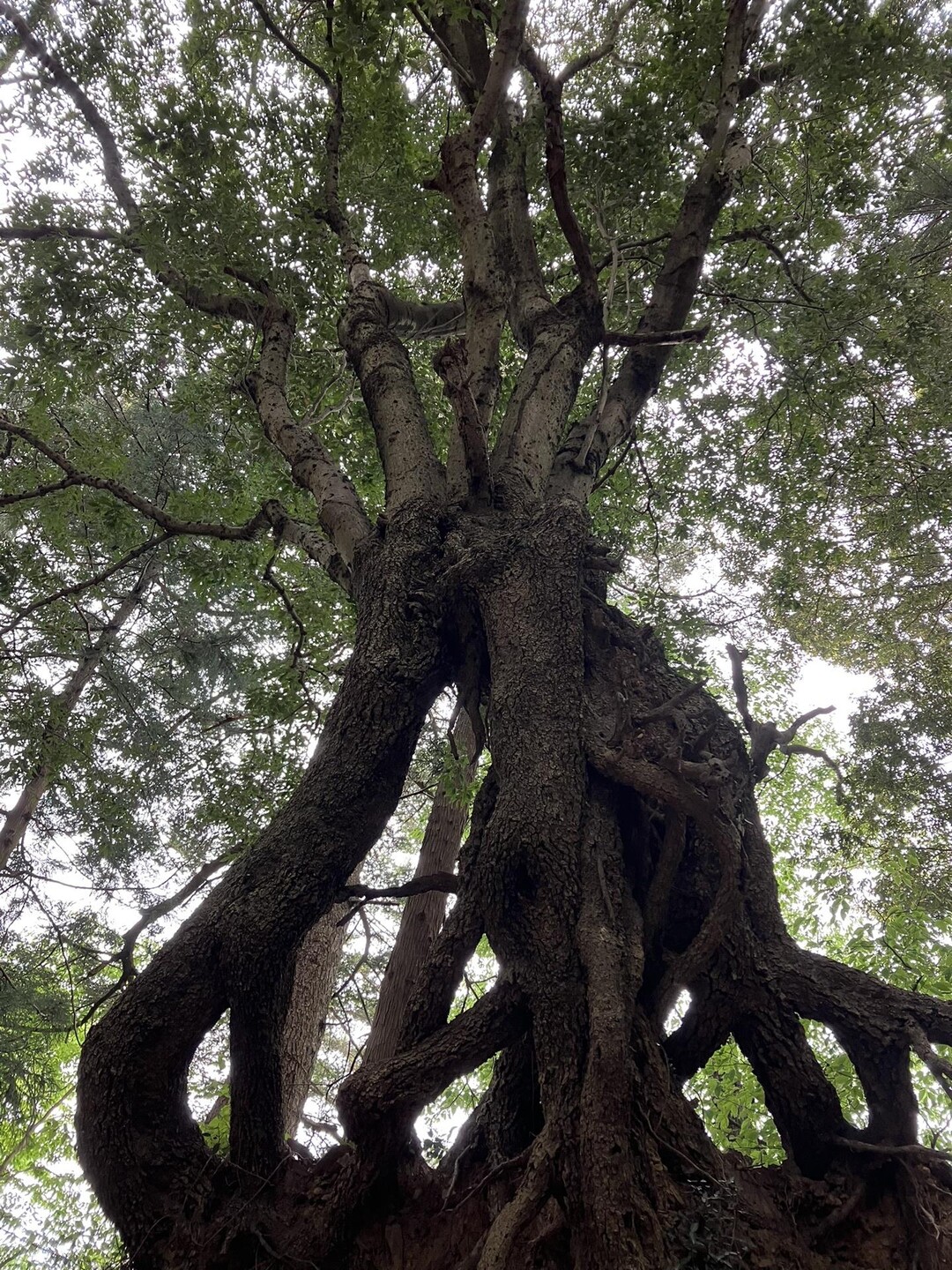 今日もいつもの…来るたびに新しい発見 / ayanonさんのモーメント | YAMAP / ヤマップ