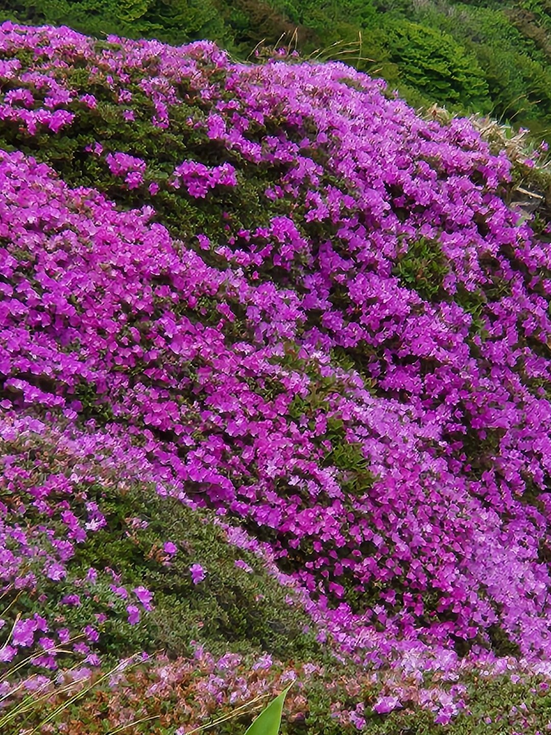 沓掛山・星生山・天狗ヶ城・中岳・久住山 / taroさんの九重山（久住山）・大船山・星生山の活動データ | YAMAP / ヤマップ