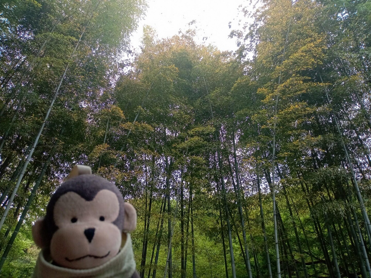 横浜市と鎌倉市の最高峰へ！天園ハイキングコース（金沢自然動物園〜鎌倉） / monkichi_1さんの鎌倉アルプス（大平山・天台山）の活動日記 | YAMAP / ヤマップ