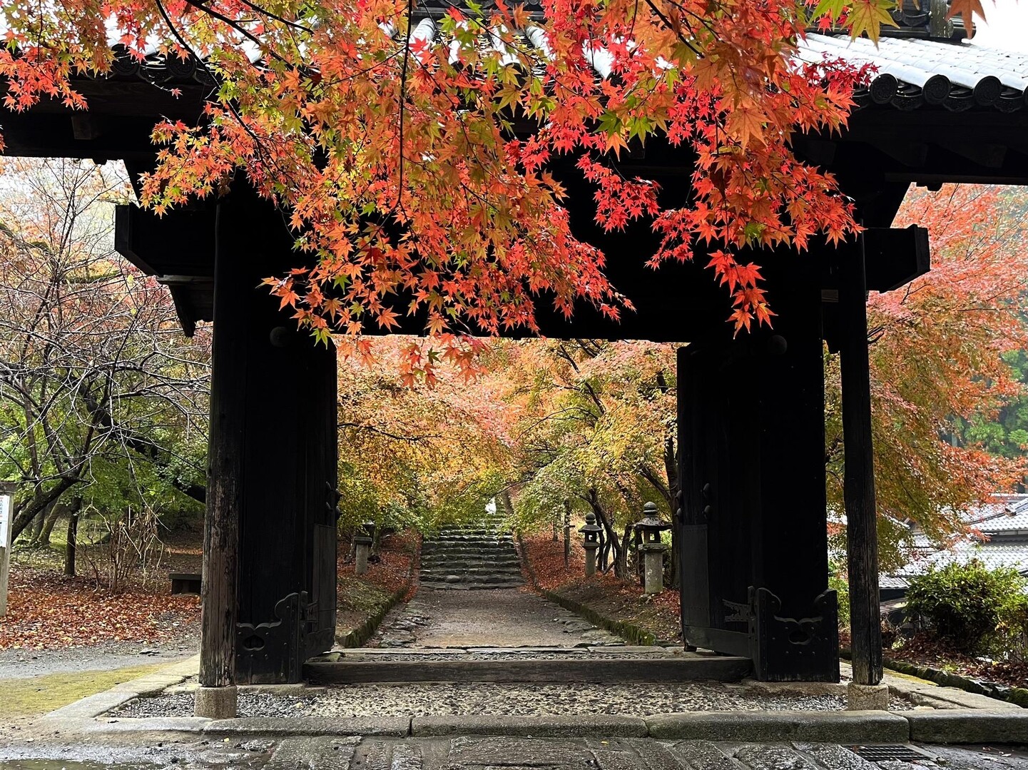 雨だからチャンス🍁🍂【秋月城跡】 / pu_kaoさんのウォーキングの活動データ | YAMAP / ヤマップ