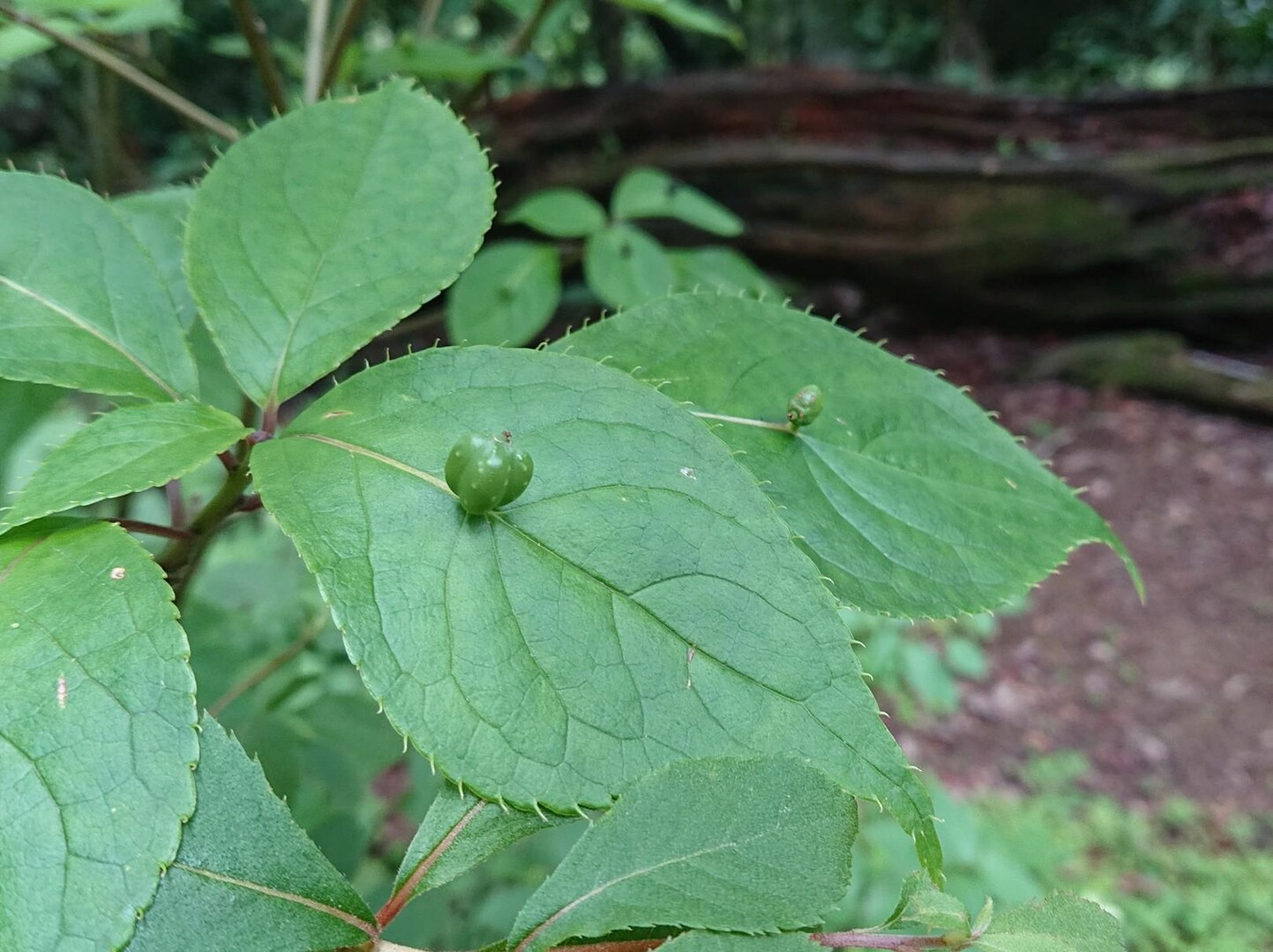 仕事からの高尾山 / ashさんの高尾山・陣馬山・景信山の活動データ | YAMAP / ヤマップ