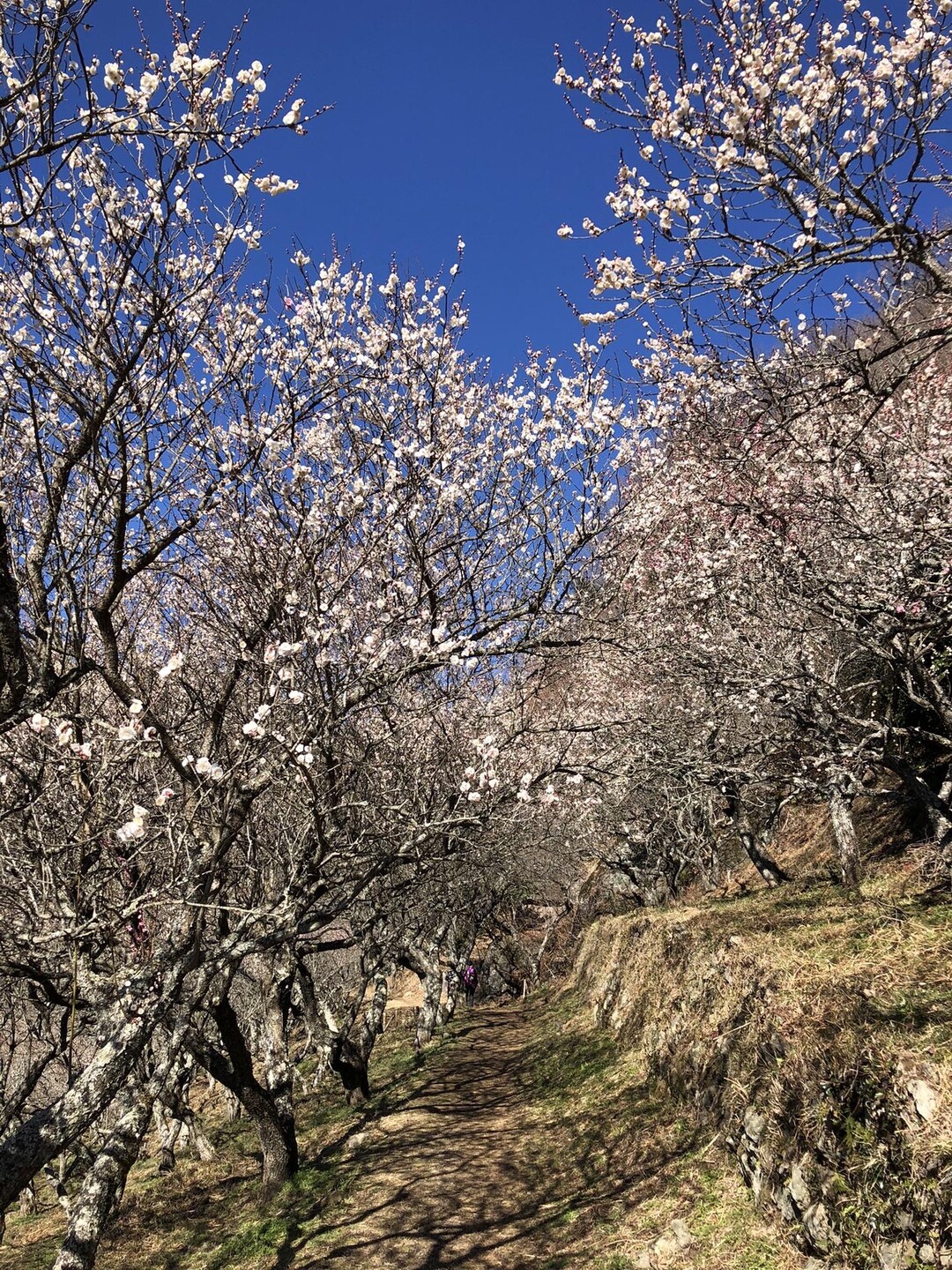 幕山の梅まつり / ms1967さんの幕山・南郷山の活動データ | YAMAP / ヤマップ