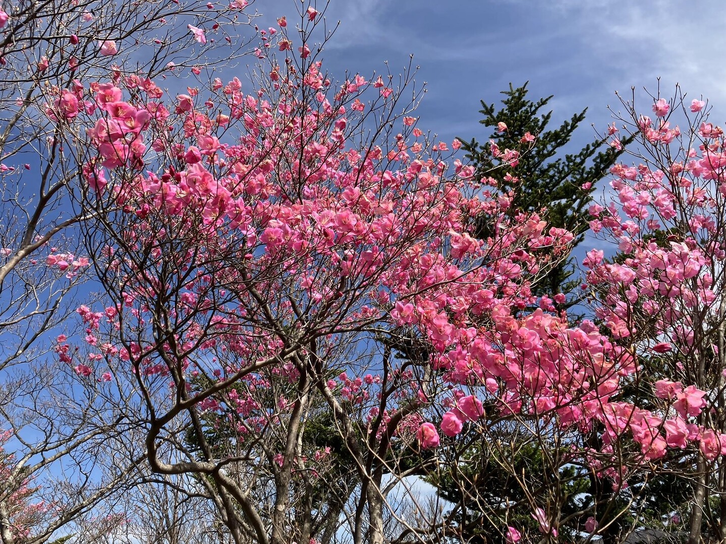 獅子舞の鼻・ちち山・笹ヶ峰 / soraさんの笹ヶ峰・寒風山・平家平の活動データ | YAMAP / ヤマップ