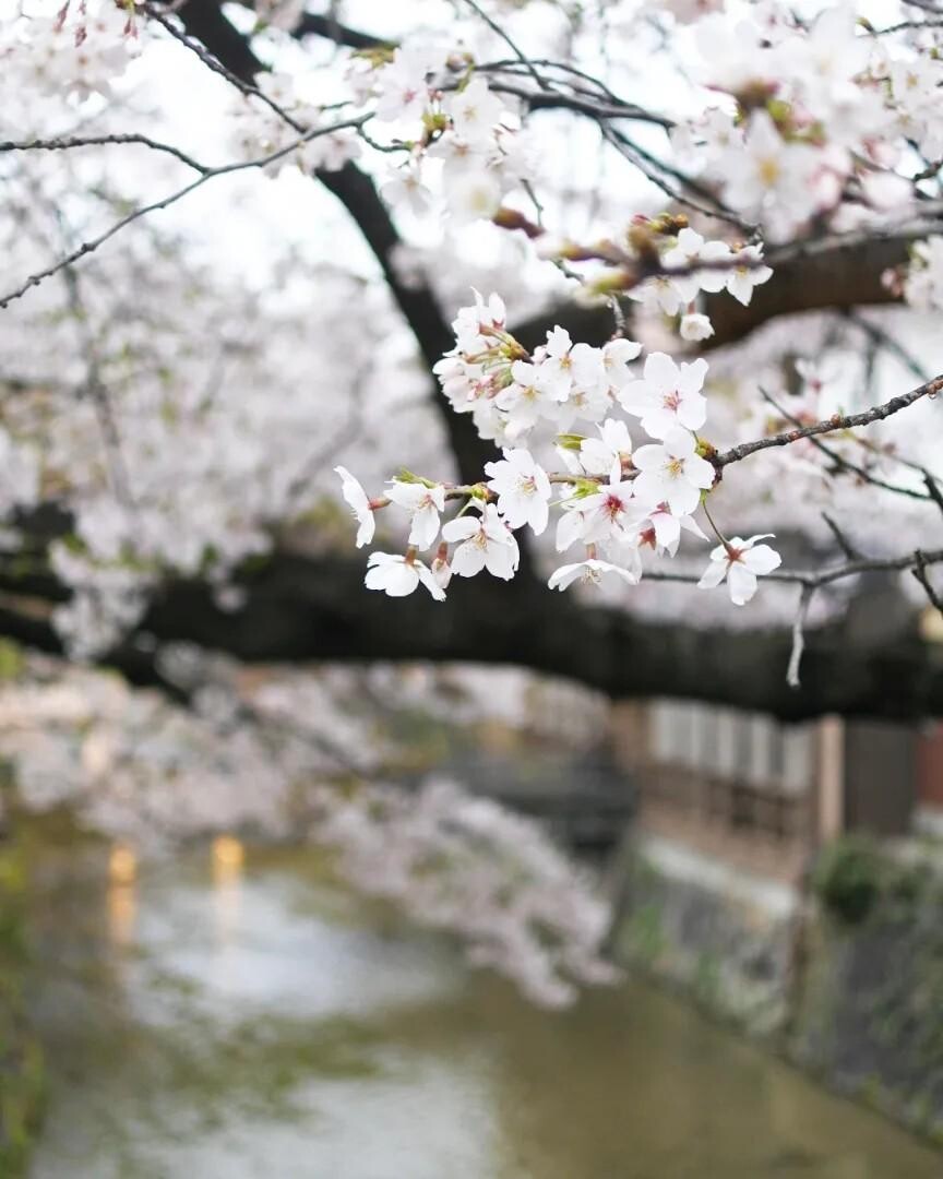 京都お花見トレイル / kuu-nyanさんの大文字山・如意ヶ嶽・稲荷山の活動データ | YAMAP / ヤマップ