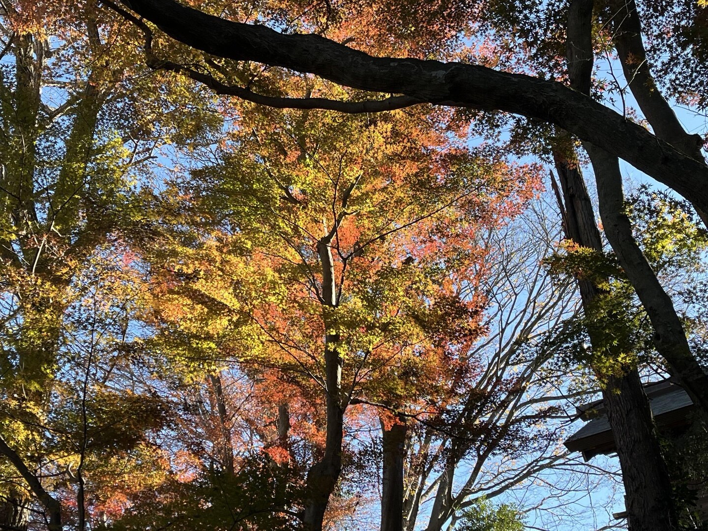金山へ大光院から受楽寺発！！ / AKAGI TAROUさんの金山（新田金山）・八王子丘陵の活動データ | YAMAP / ヤマップ