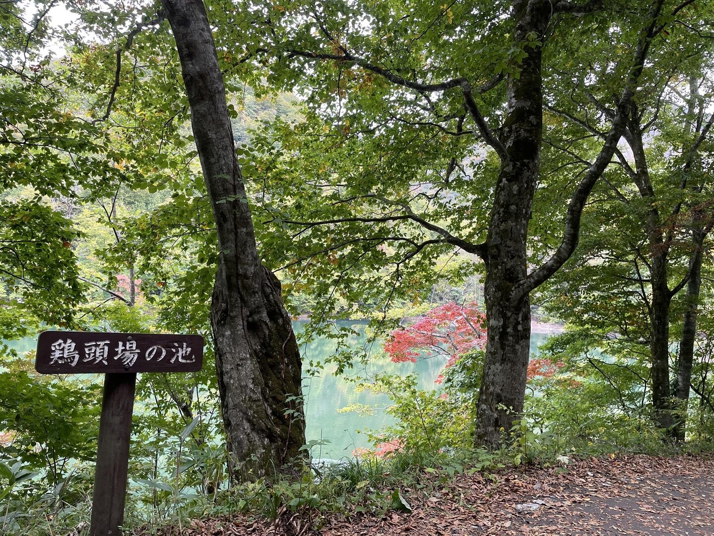 大崩（白神山地）-2023-10-15 / kayoさんの白神岳・蟶山・大峰岳の活動日記 | YAMAP / ヤマップ