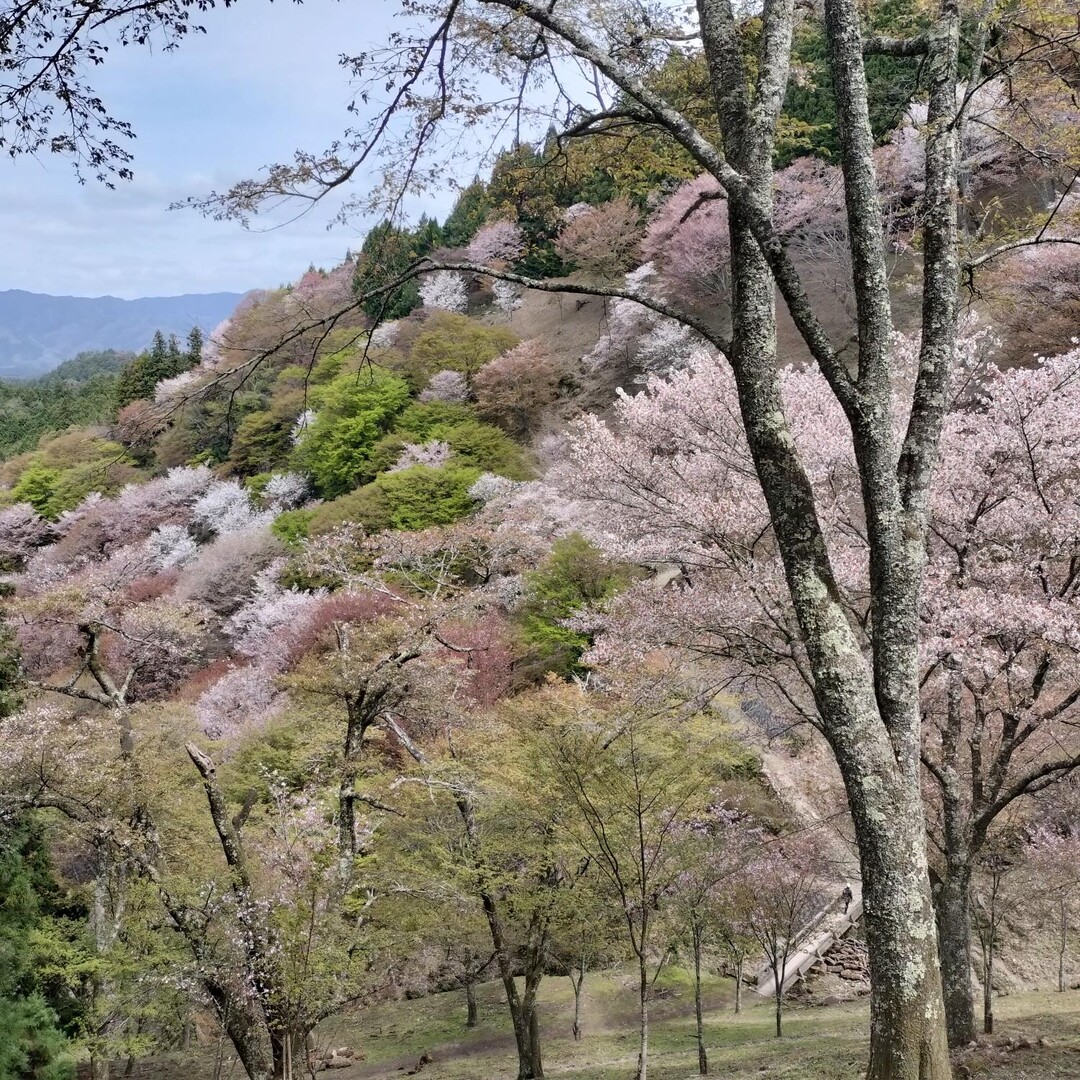 吉野の桜・高城山 / nanoooさんの吉野山・青根ヶ峰・百貝岳の活動データ | YAMAP / ヤマップ