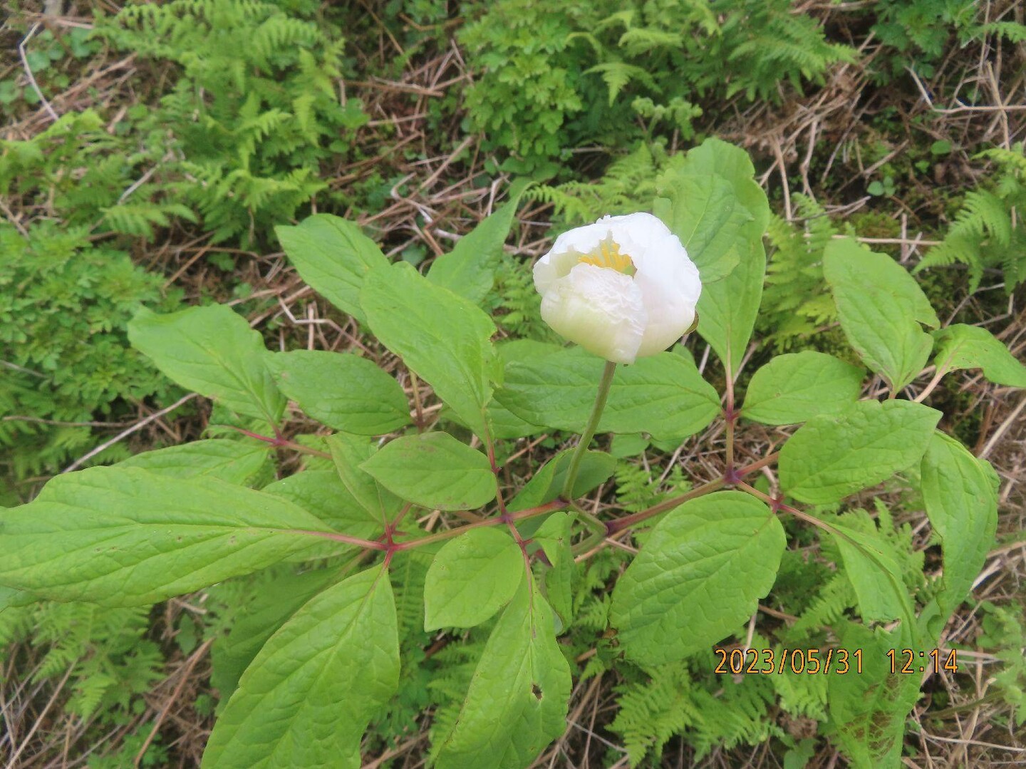 高室山の花達 / ss43mさんの高室山の活動データ | YAMAP / ヤマップ