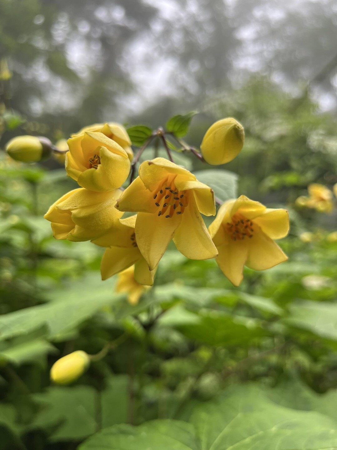 剣山・次郎笈・キレンゲショウマ🌼 / sinoさんさんの剣山の活動データ | YAMAP / ヤマップ