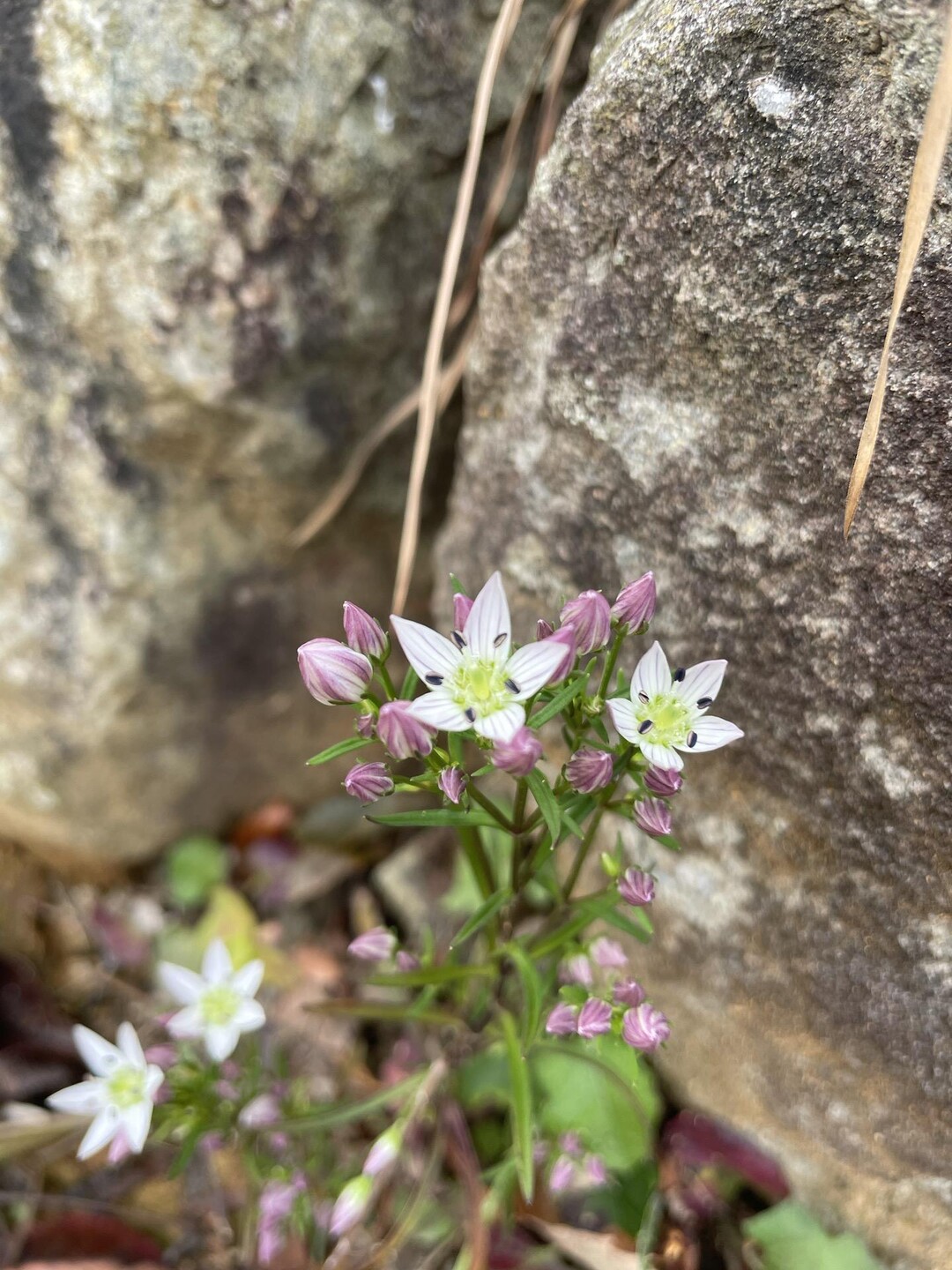 センブリパパラッチ😎鬼ヶ岳 / Mikarinさんの鬼ヶ岳の活動データ | YAMAP / ヤマップ