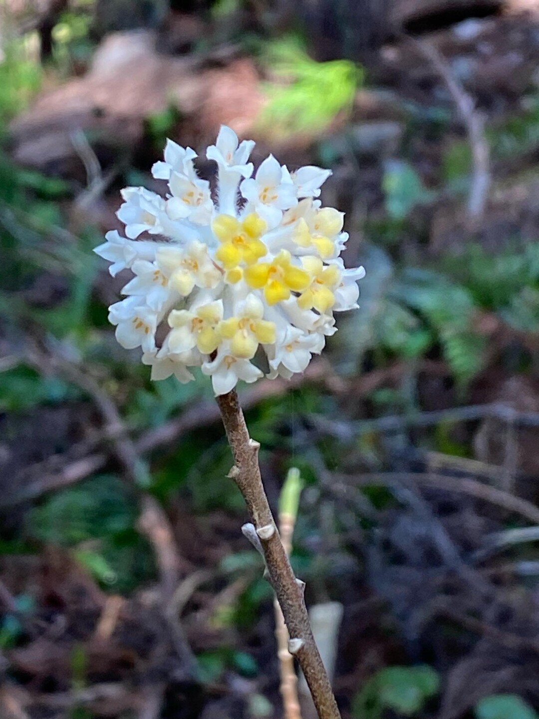 誕生山・白山・天王山 縦走は暑かった。 / tamakoyさんの天王山・誕生山の活動データ | YAMAP / ヤマップ
