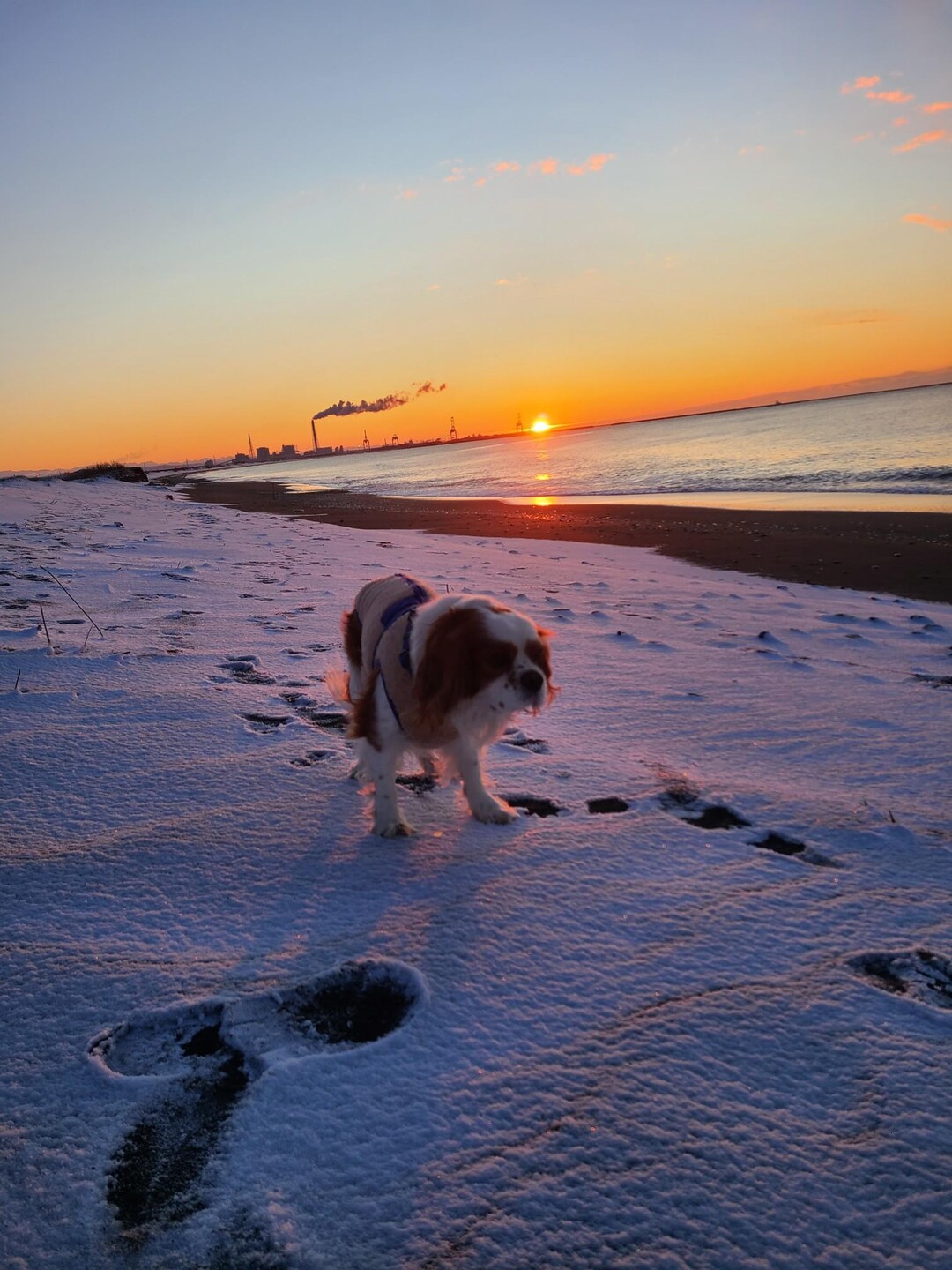 🌅朝活🐕ウォーキング-2024-01-08 / Mr.Masaさんのウォーキングの活動データ | YAMAP / ヤマップ