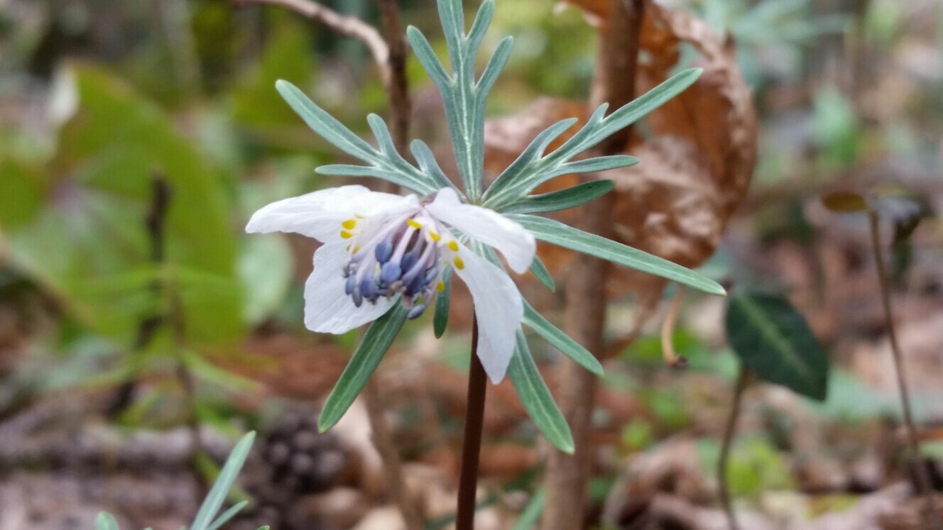 高尾山野草園で節分草！ / やまんばーさんの高尾山・陣馬山・景信山の活動データ | YAMAP / ヤマップ