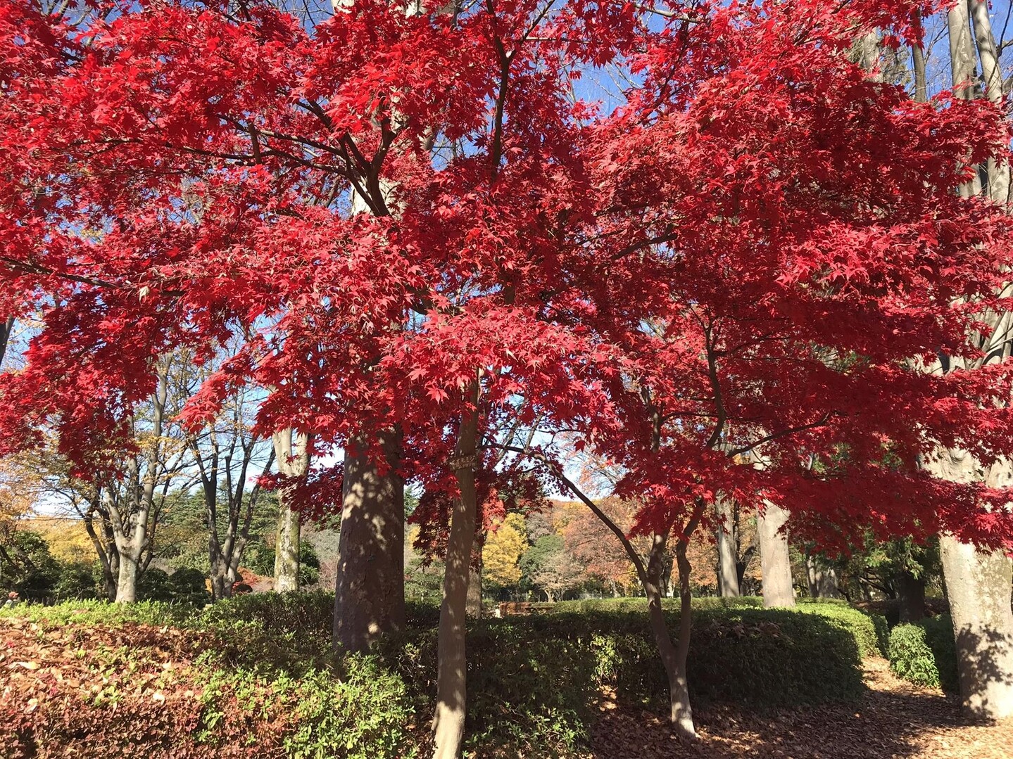 色が鮮やかな麓の晩秋 / パンコさんのモーメント | YAMAP / ヤマップ