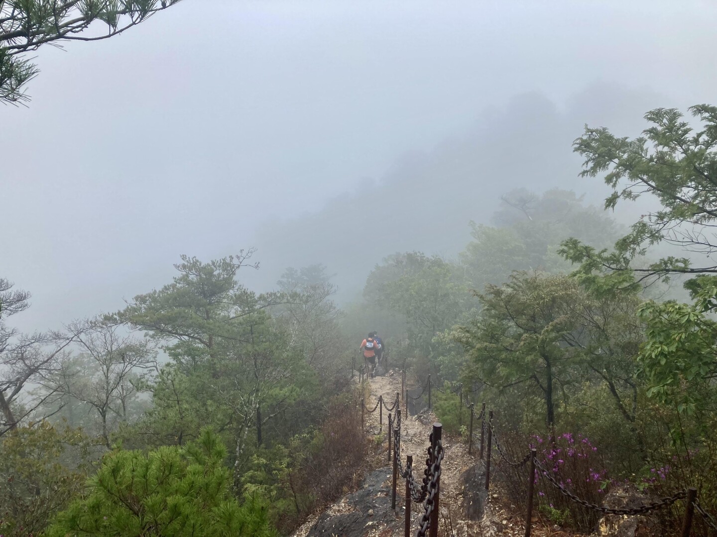 OSJ新城トレイル11K(2023) / しまさんの宇連山・鳳来寺山・岩古谷山の活動データ | YAMAP / ヤマップ