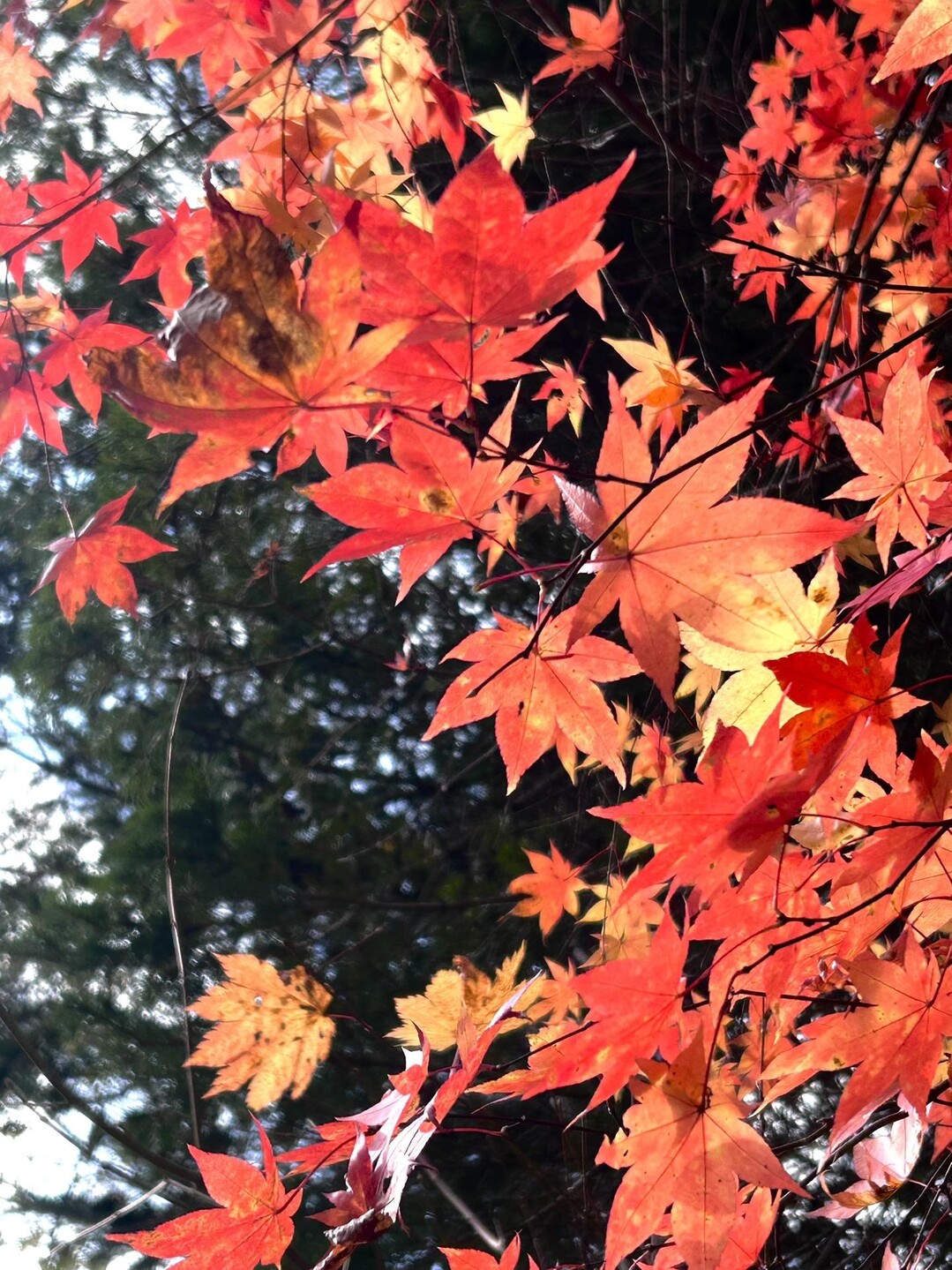 秋の恵豊かな🍁🥝🍇雨霧山 / akorenaさんの雨霧山の活動データ | YAMAP / ヤマップ