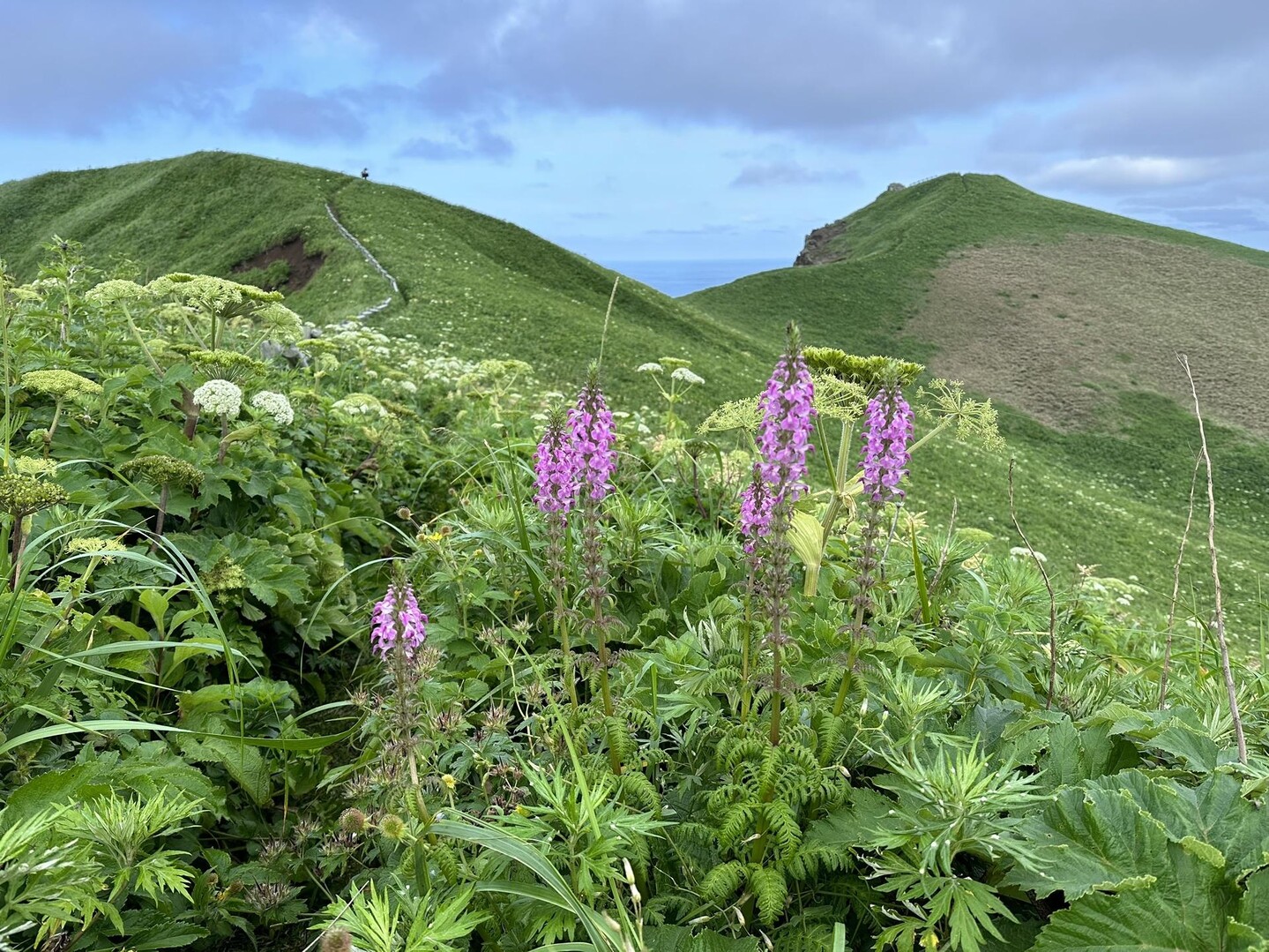 礼文島 花トレッキング 前編 岬めぐりルート / tinamtさんの礼文島の活動データ | YAMAP / ヤマップ
