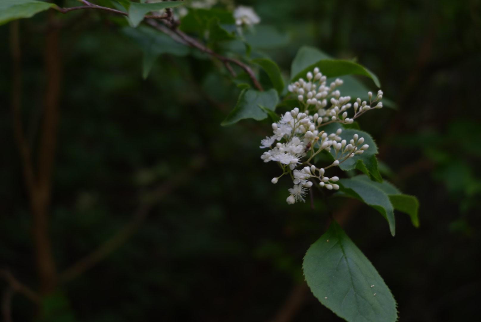 葦嶽山・鬼叫山 / 6Kのパンチョさんの葦嶽山（日本ピラミッド）の活動日記 | YAMAP / ヤマップ