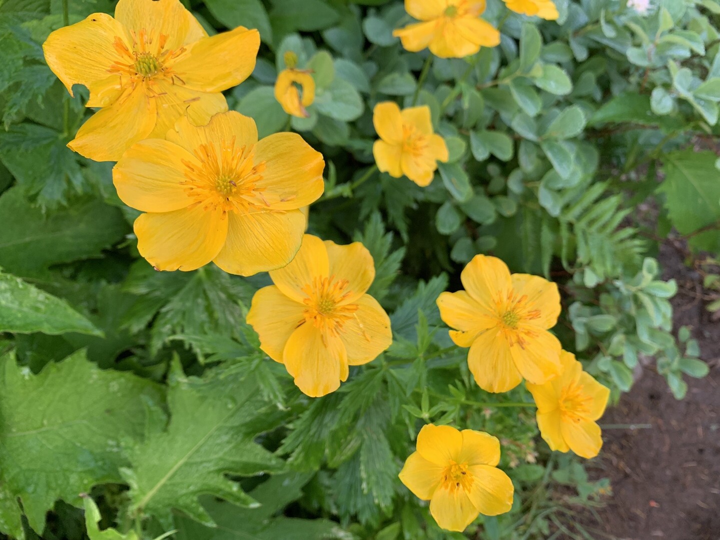 富良野岳はまだまだお花が楽しめます♪ ... / sho!!さんのモーメント | YAMAP / ヤマップ