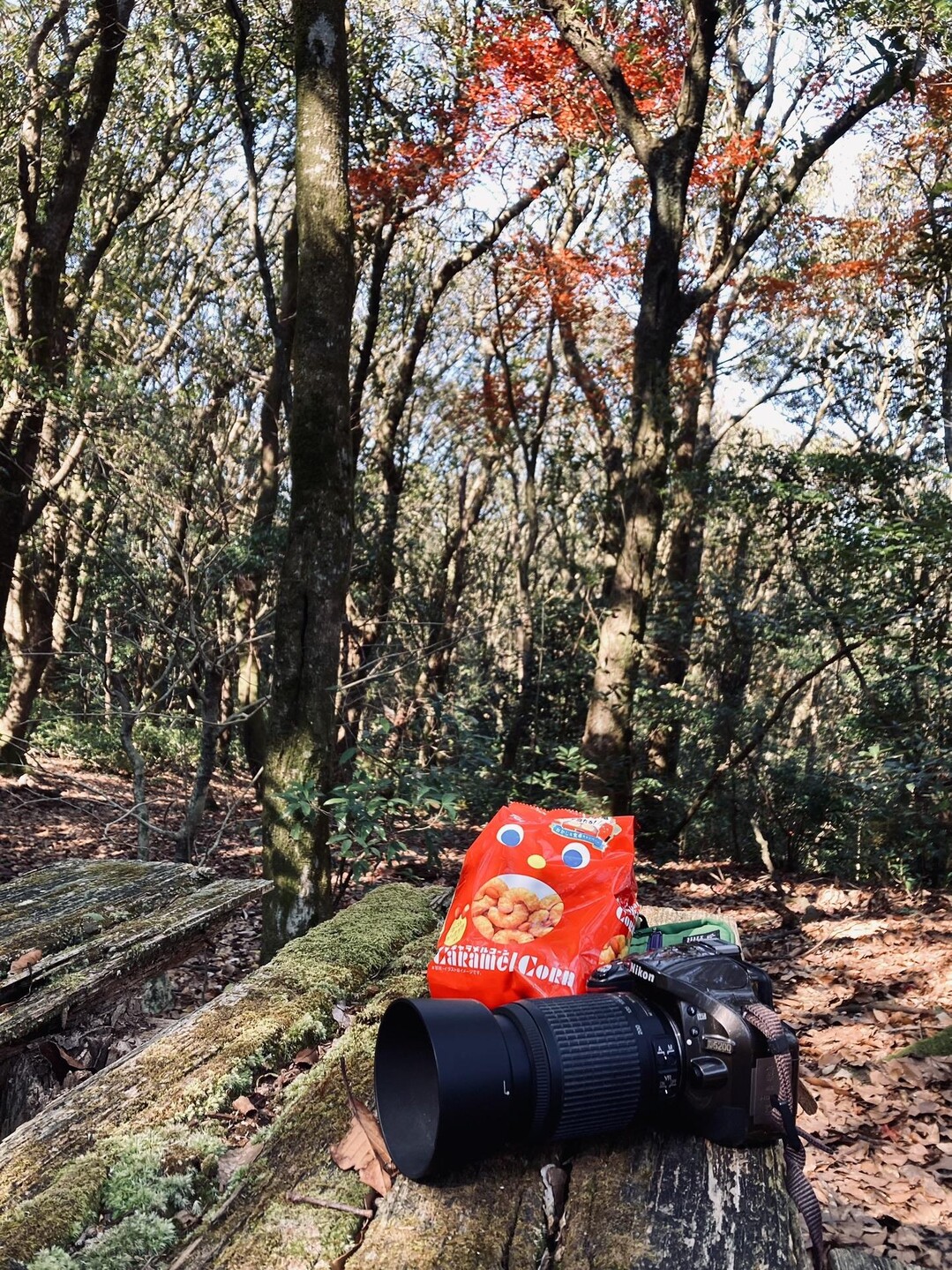 アカガシに囲まれた山頂 見晴らしはないけ... / wara2さんのモーメント | YAMAP / ヤマップ