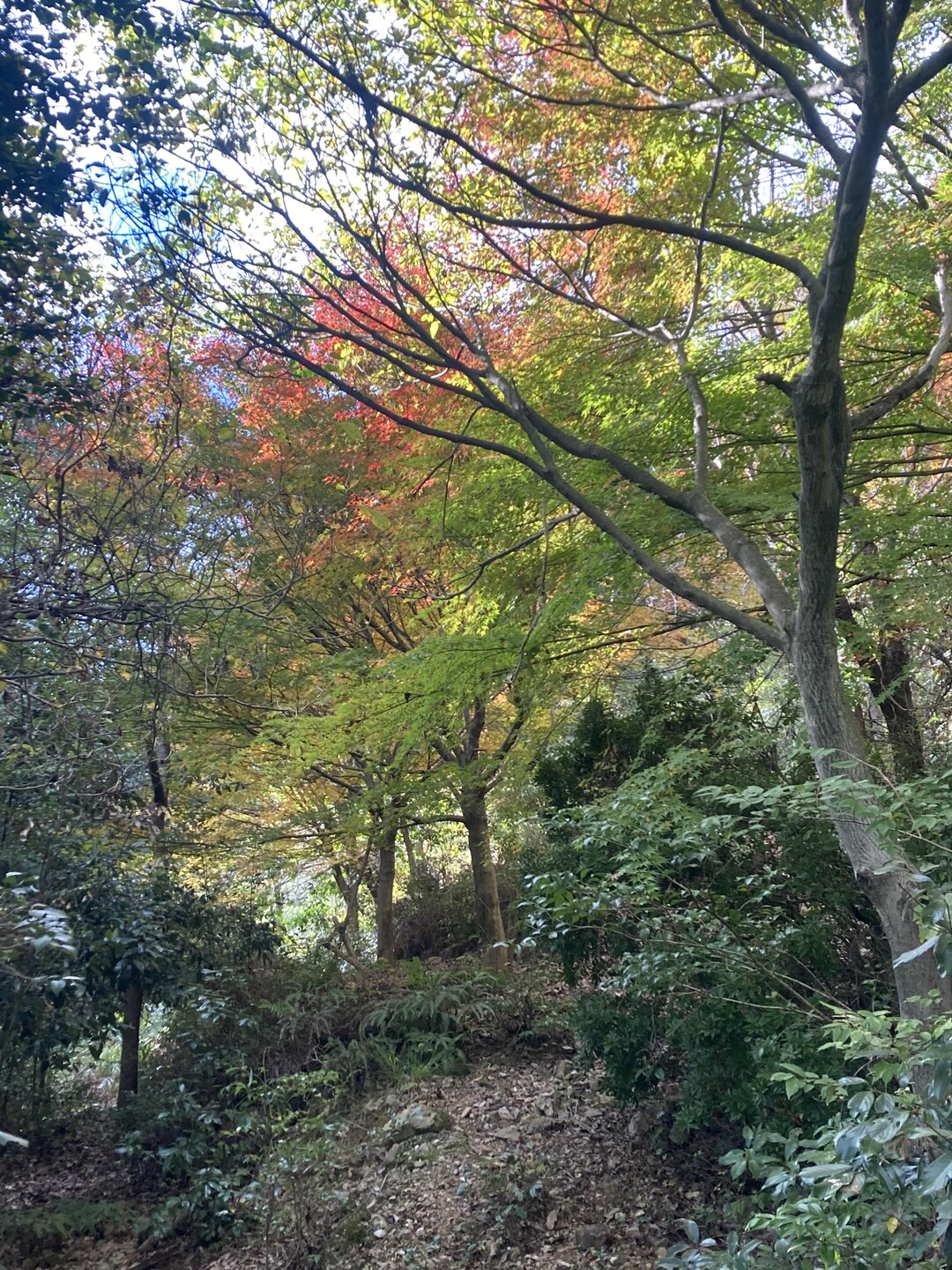 多度山 / Tyonkoroさんの多度山・美濃松山・石津御嶽の活動データ | YAMAP / ヤマップ