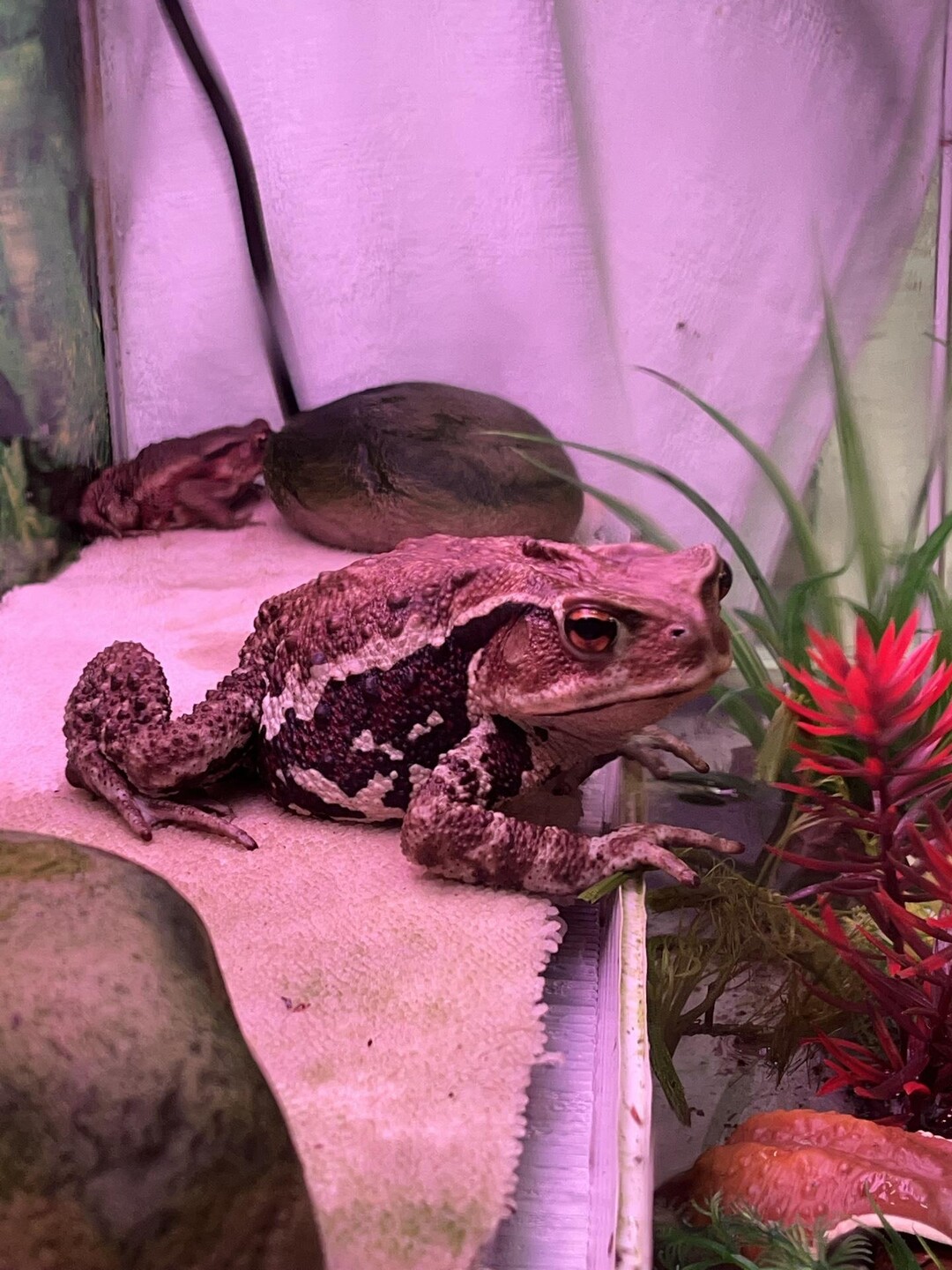 筑波山（男体山）・筑波山（女体山） / Marioさんの筑波山の活動データ | YAMAP / ヤマップ