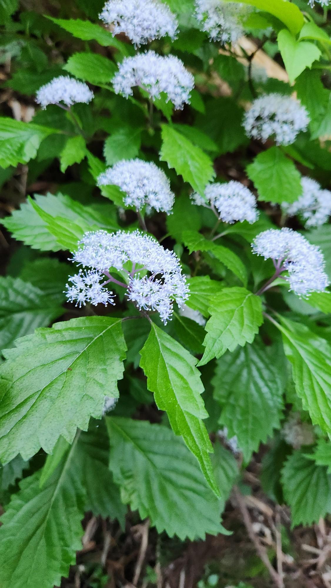 初めまして 奥獅子吼山 (˶ᵔ ᵕ ᵔ˶) / chieさんの奥獅子吼山・口三方岳・烏帽子山の活動データ | YAMAP / ヤマップ