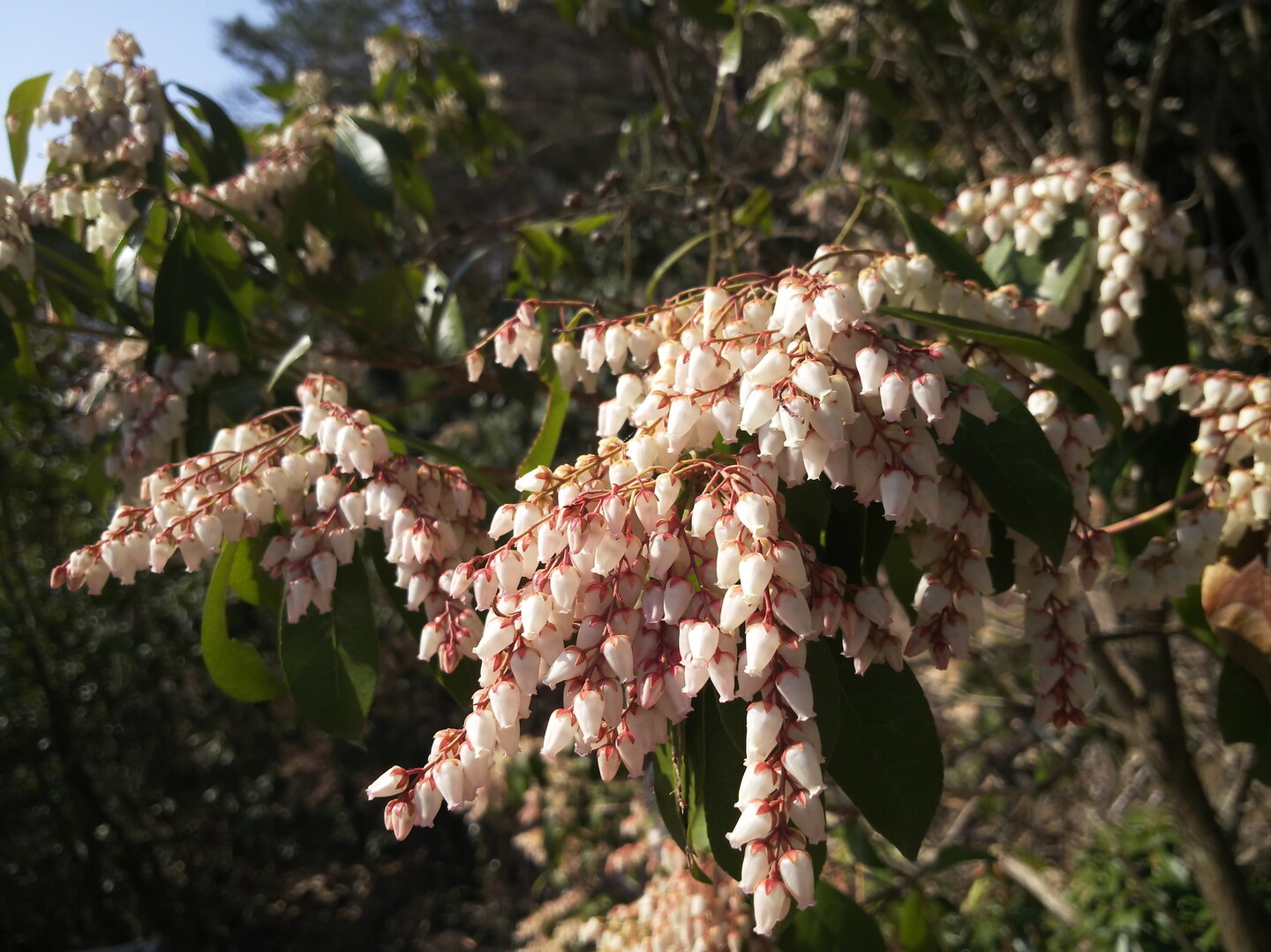 上三田駅から戸坂駅、KTH（Kamimita to Hesaka） / やまざるさんの白木山・高松山・鬼ヶ城山の活動データ | YAMAP ...
