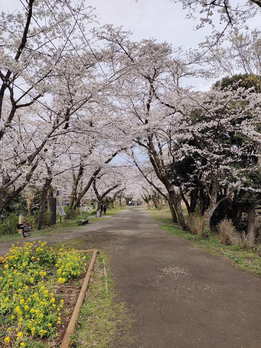 浅間山・権現山・弘法山・吾妻山 / 19751128さんの弘法山の活動データ | YAMAP / ヤマップ