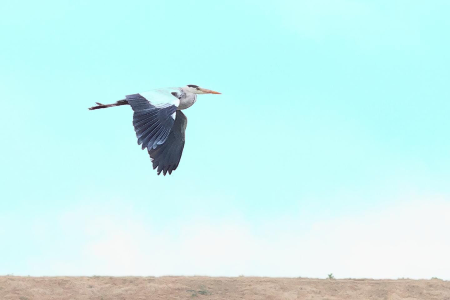 アオサギが飛んでいた / miippさんのその他の活動データ | YAMAP / ヤマップ