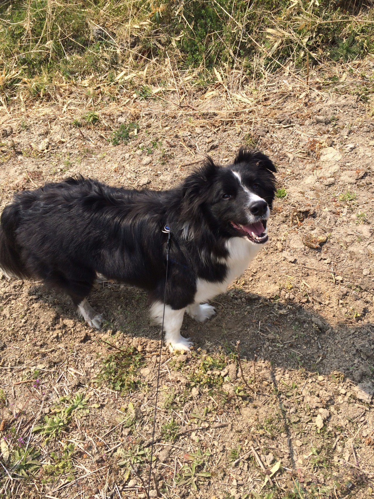 リク🐈とお散歩 / RIKU🐕‍🦺 &Jun さんの槇尾山（槙尾山）・和泉葛城山・神於山の活動日記 | YAMAP / ヤマップ